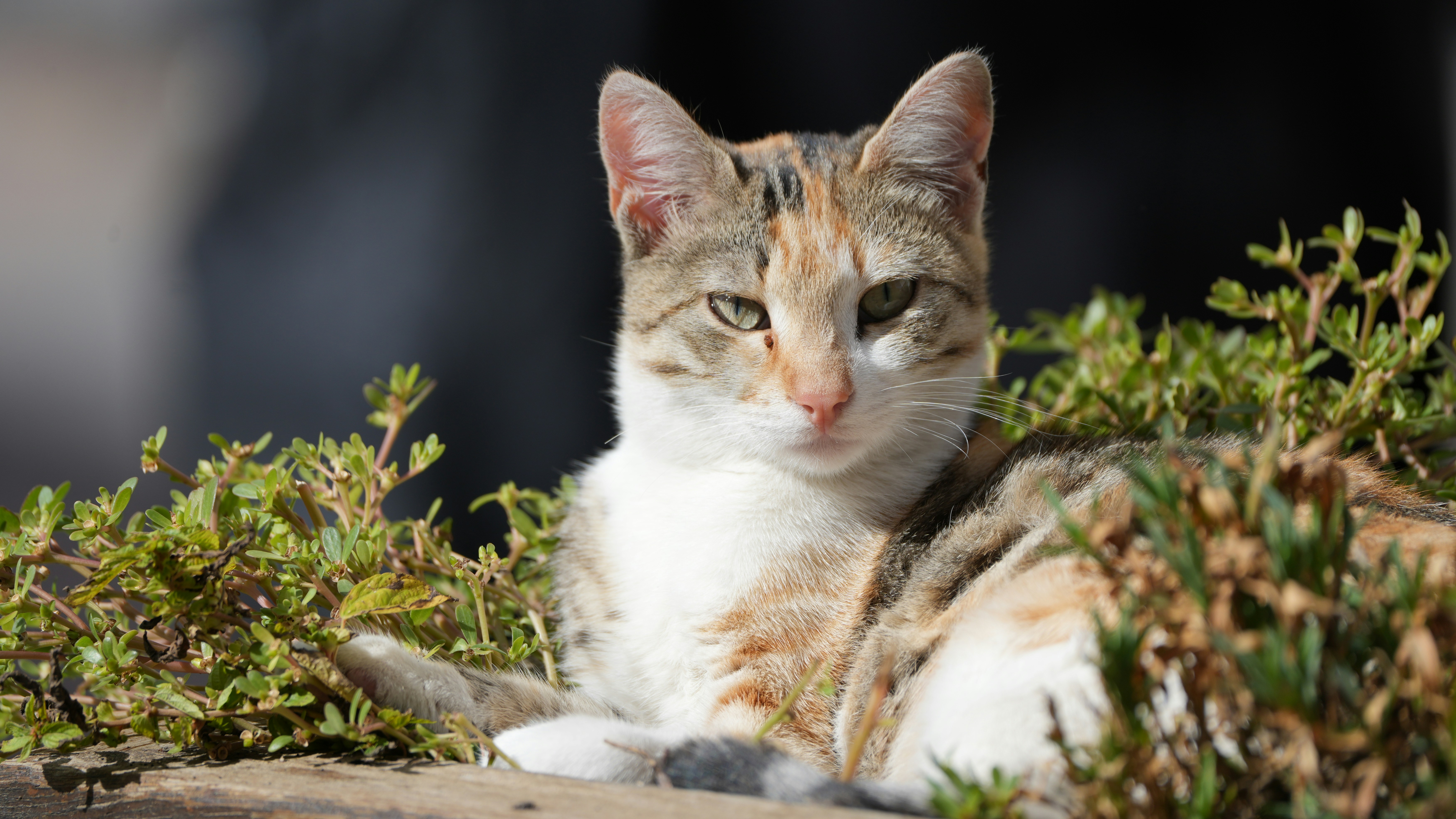 A calico cat resting among green plants in bright sunlight