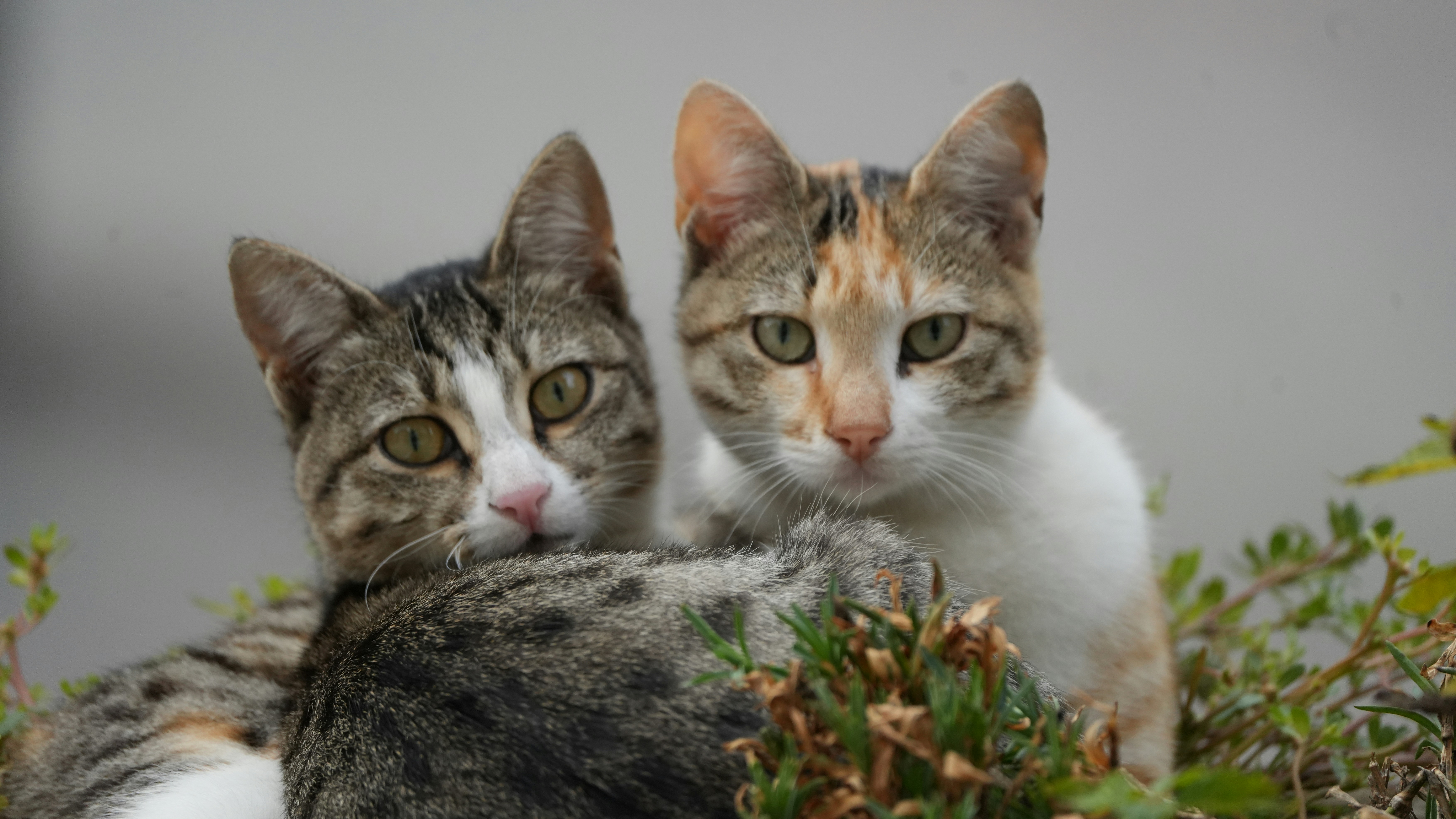 Twin Gaze: A Quiet Moment Between Two Calico Companions