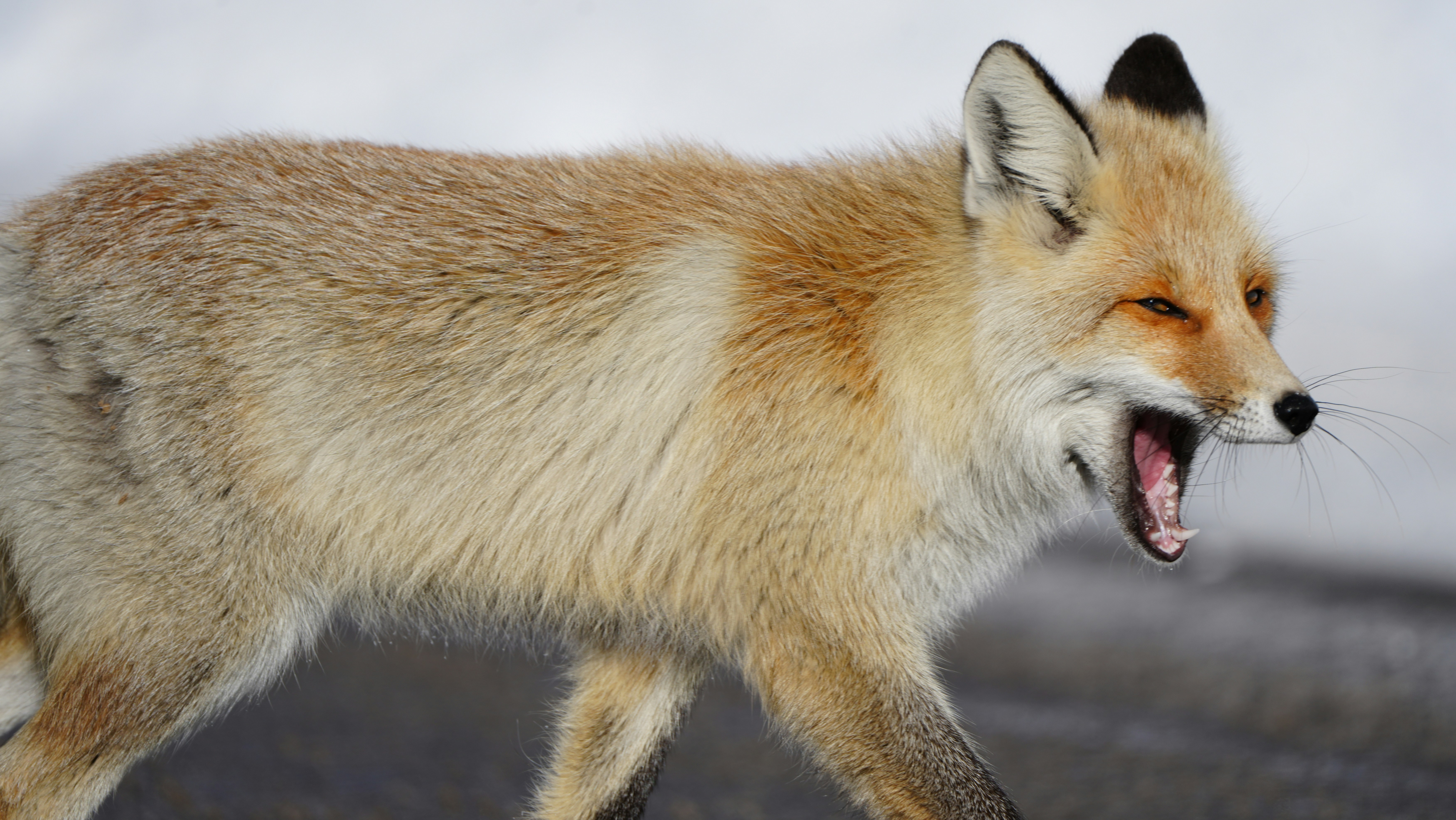 Vixen in a Snowy Track, Mouth Open in a Fragrant Snarl