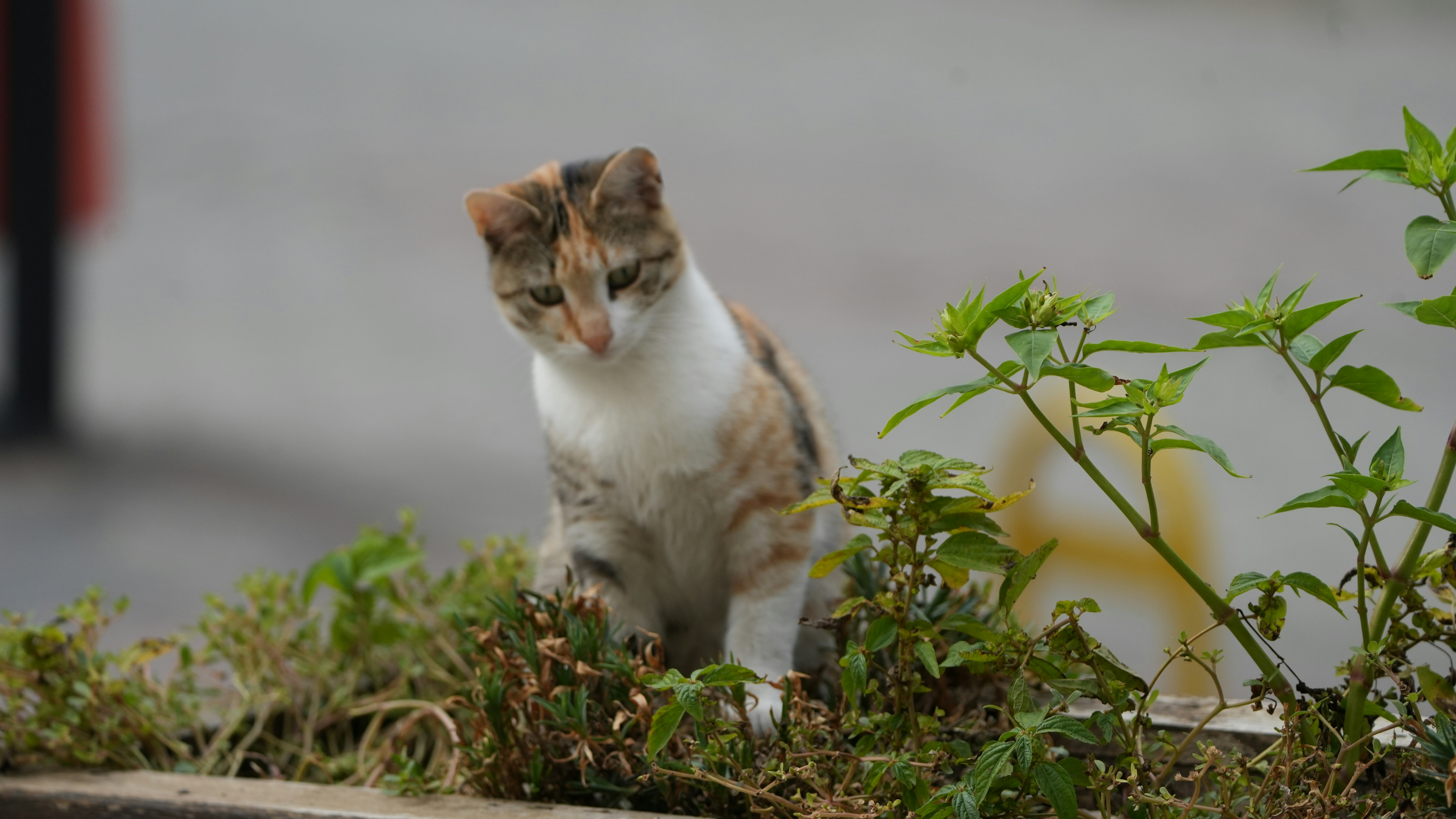 Curious Calico in a Greenscape