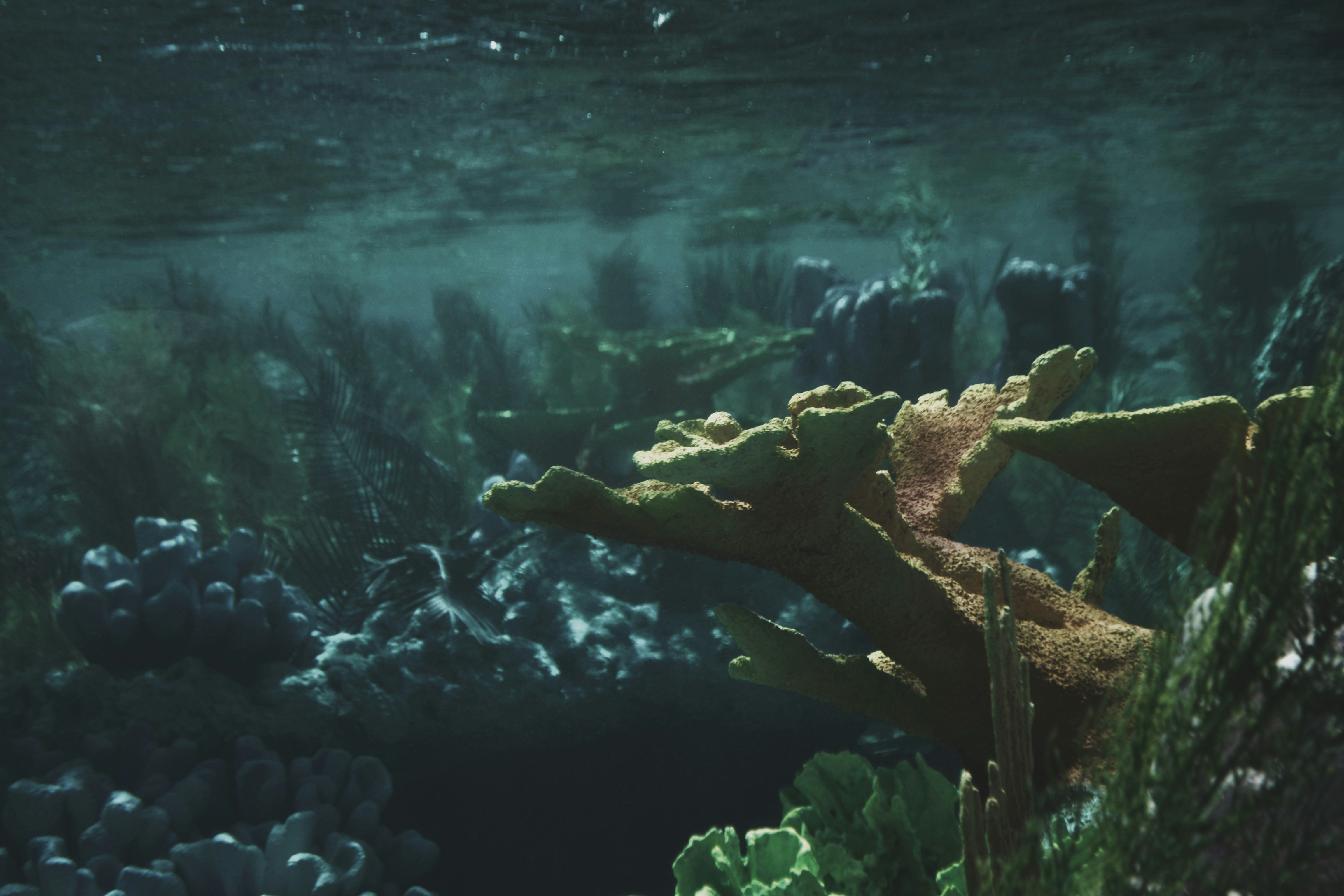 Coral Cathedral Under Clear Coastal Waters
