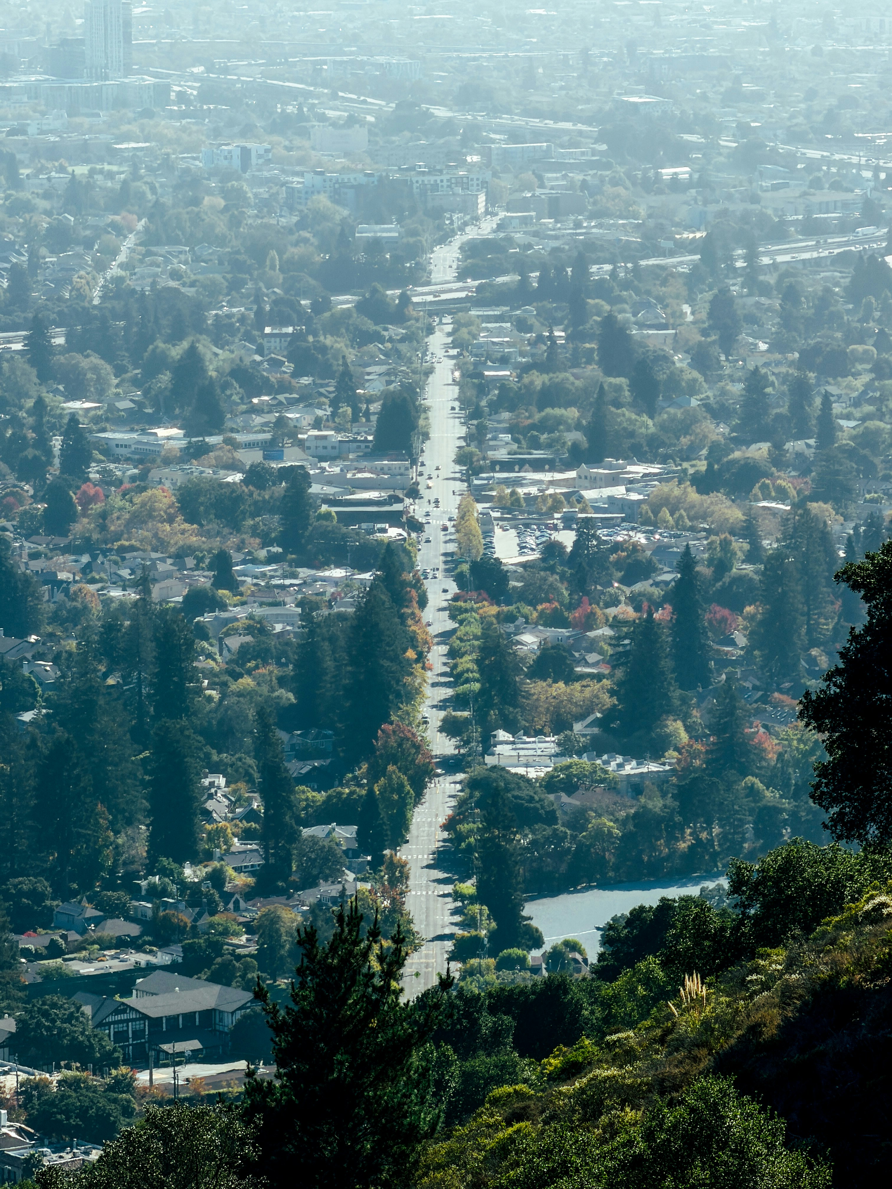A Vertical Main Street Looms Through a Quiet Suburban Arbor