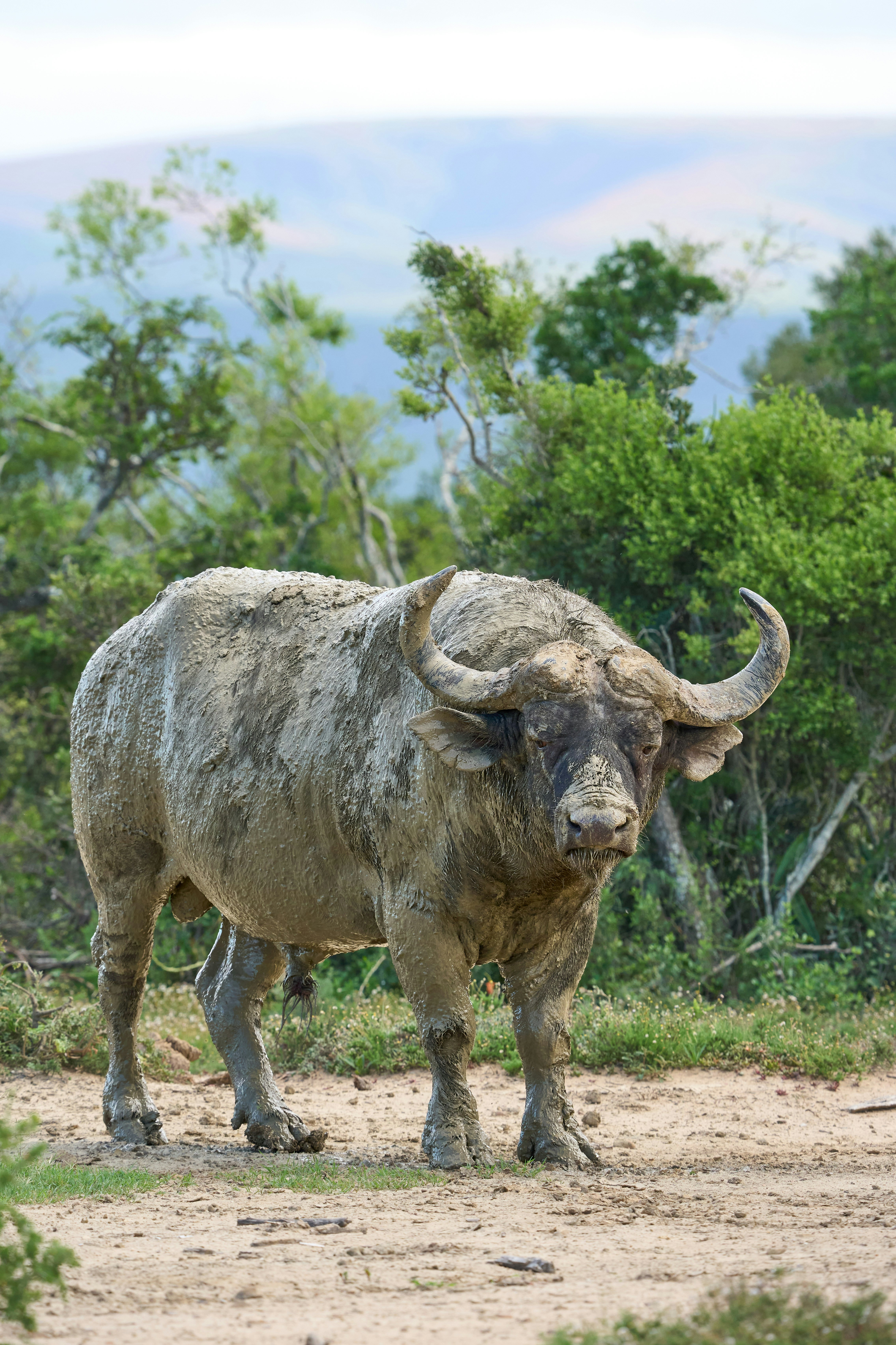 Bull on the Trail: Horns Framing a Quiet Savannah Moment