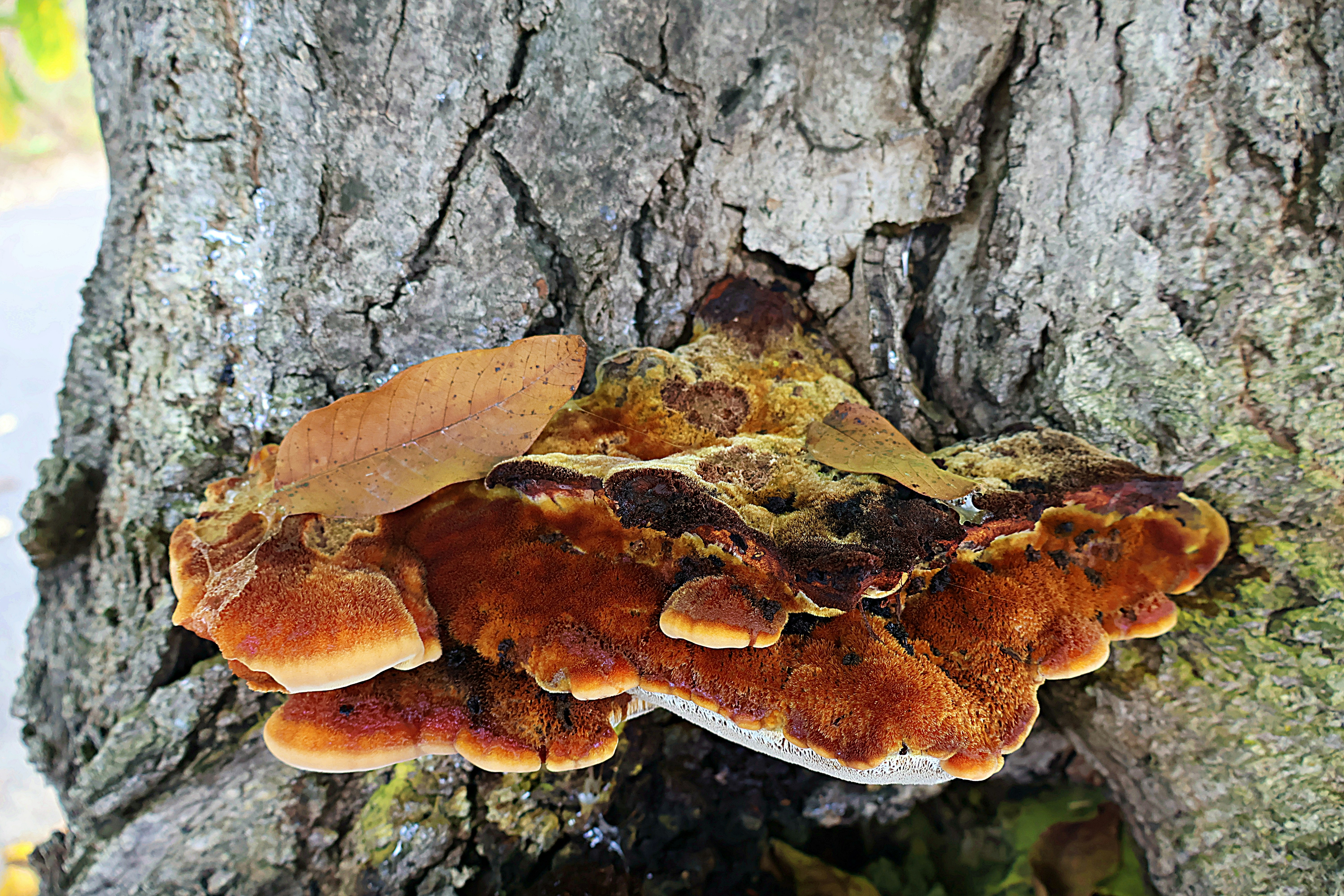Mushroom Crown on a Weathered Tree Trunk
