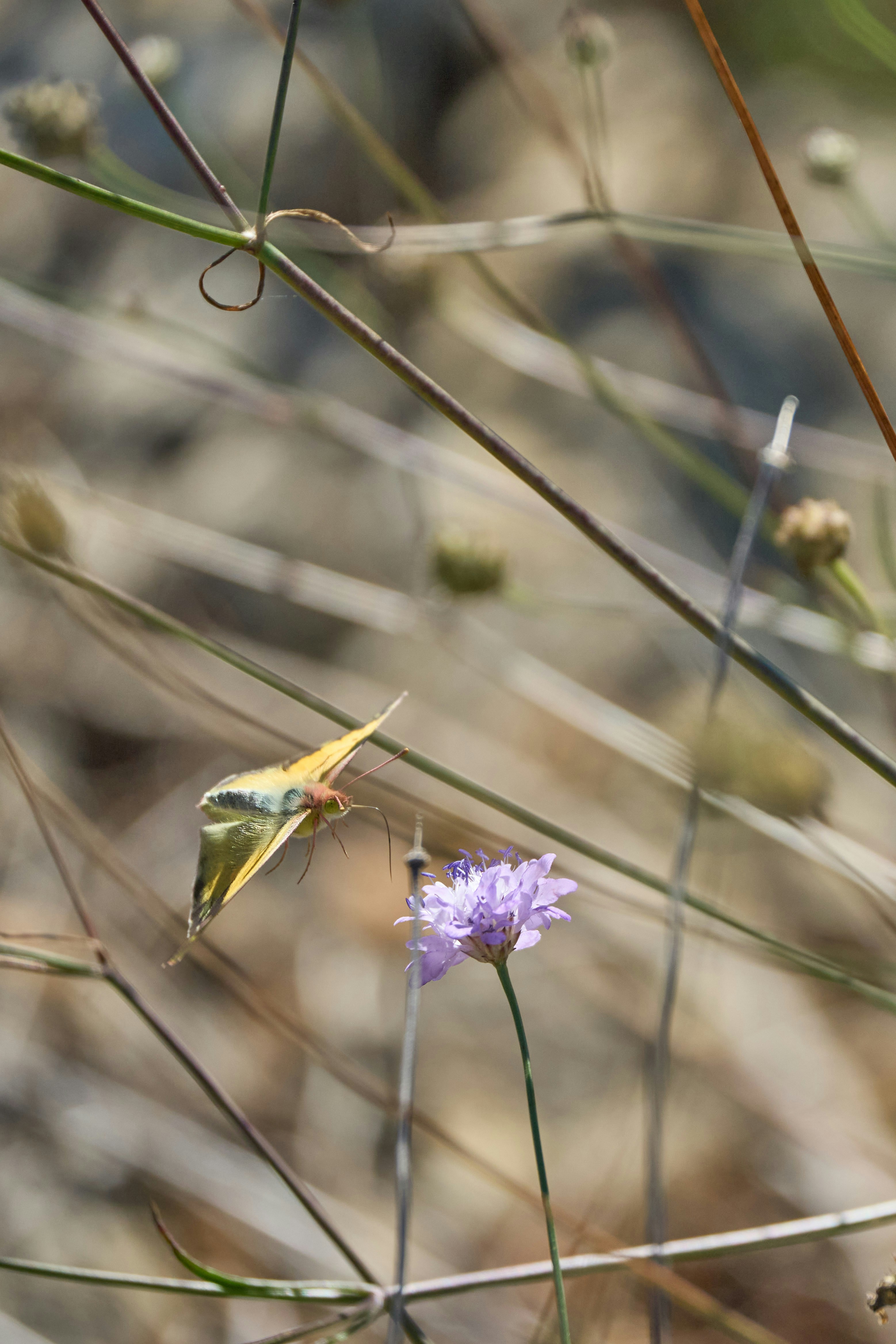 Golden Moth at a Violet Bloom: A Moment on Tangled Stems