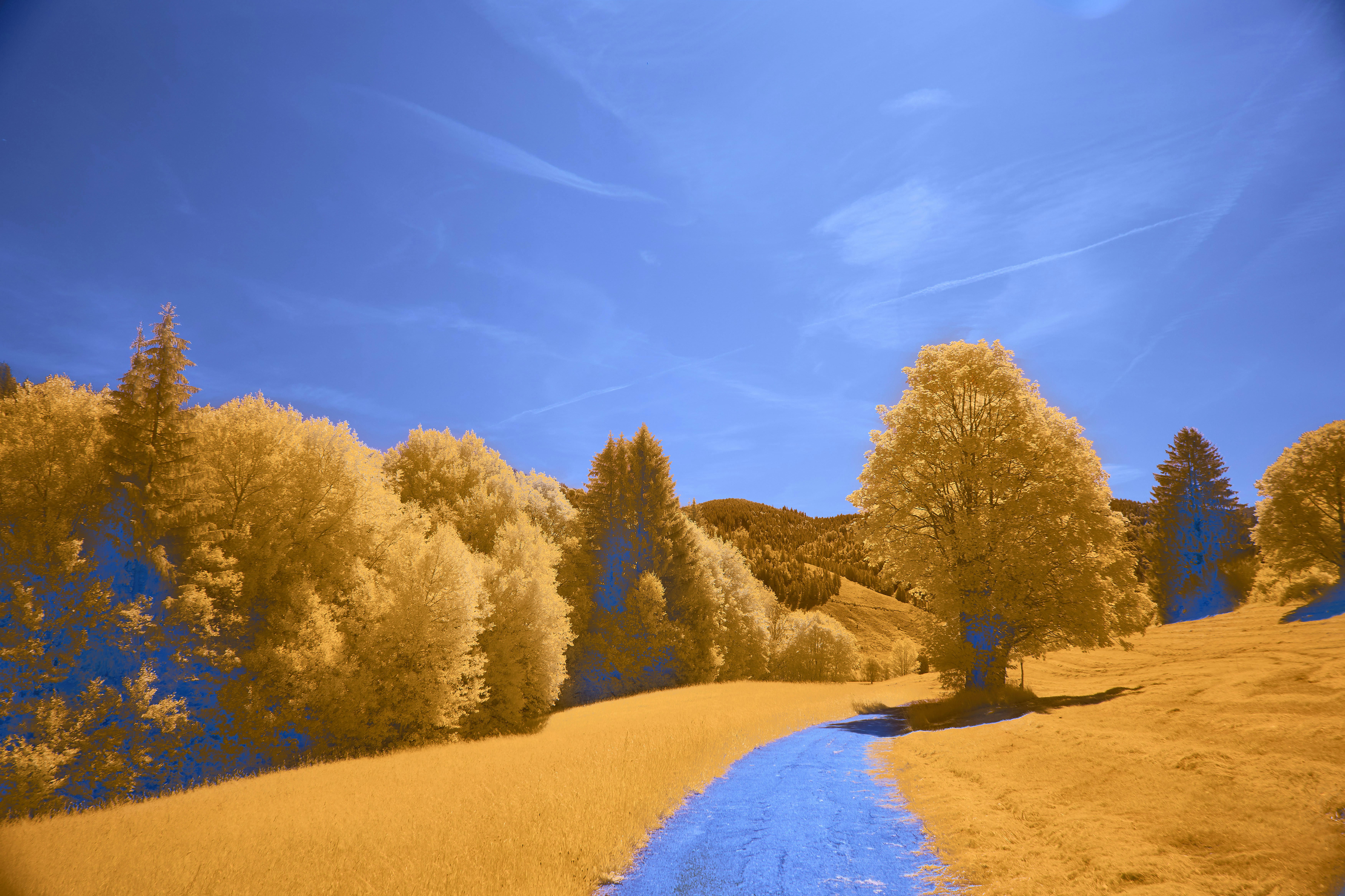 Golden Path Through an Infrared Orchard