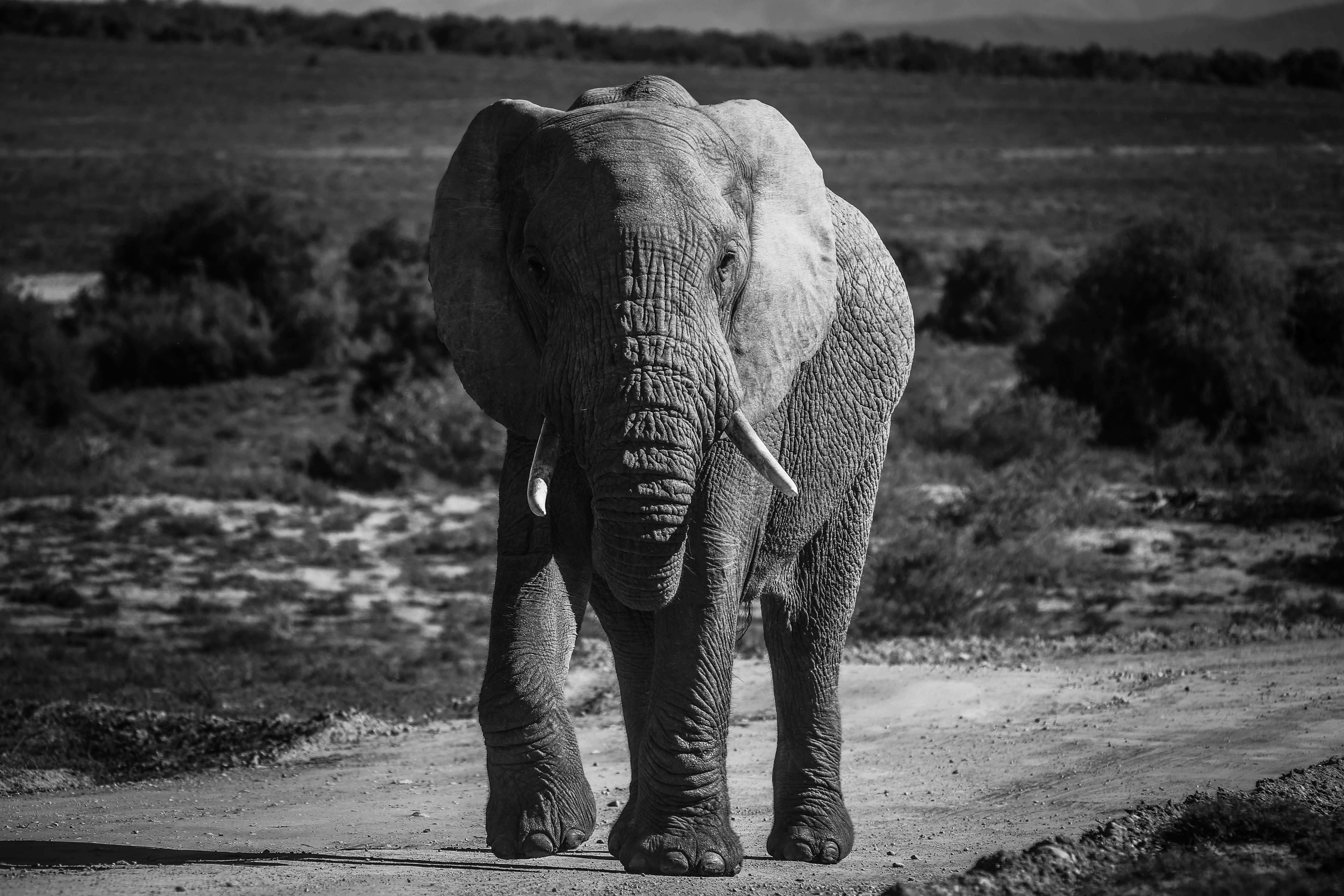 Dusty Road Triumph: Front-On Elephant Walking Forward