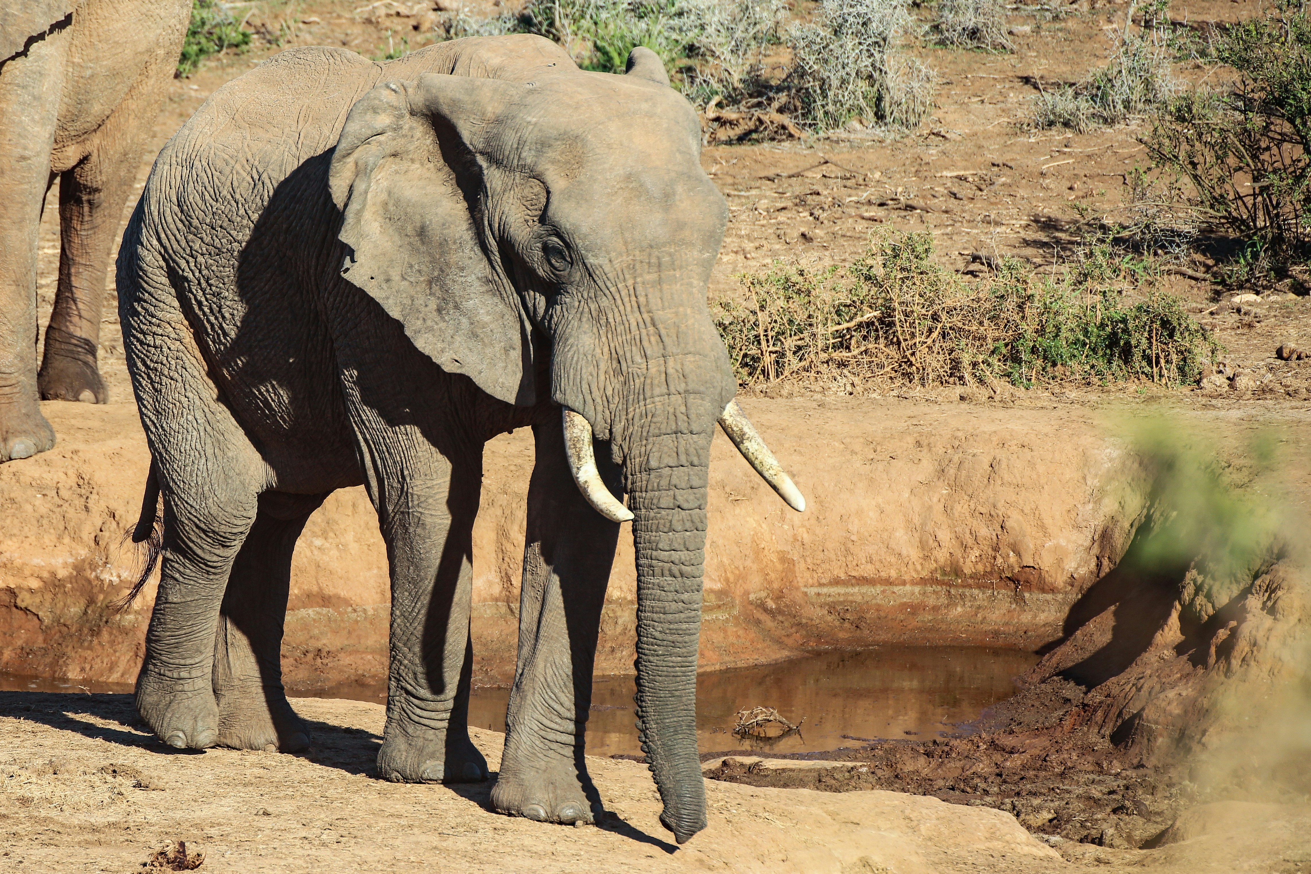 Elephant at the Waterhole: Quiet Strength in the Dusk