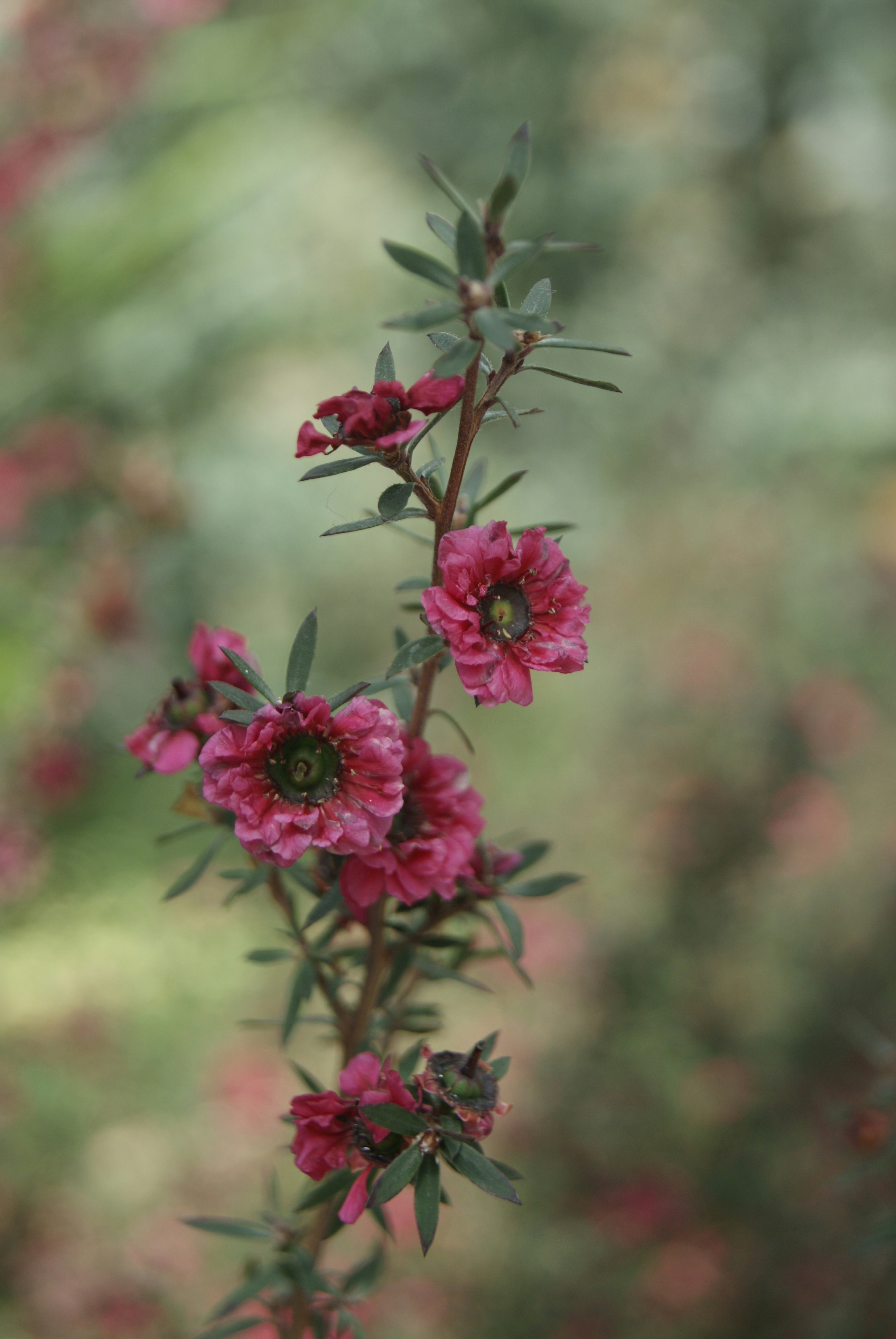 Crimson bloom rising along a slender branch