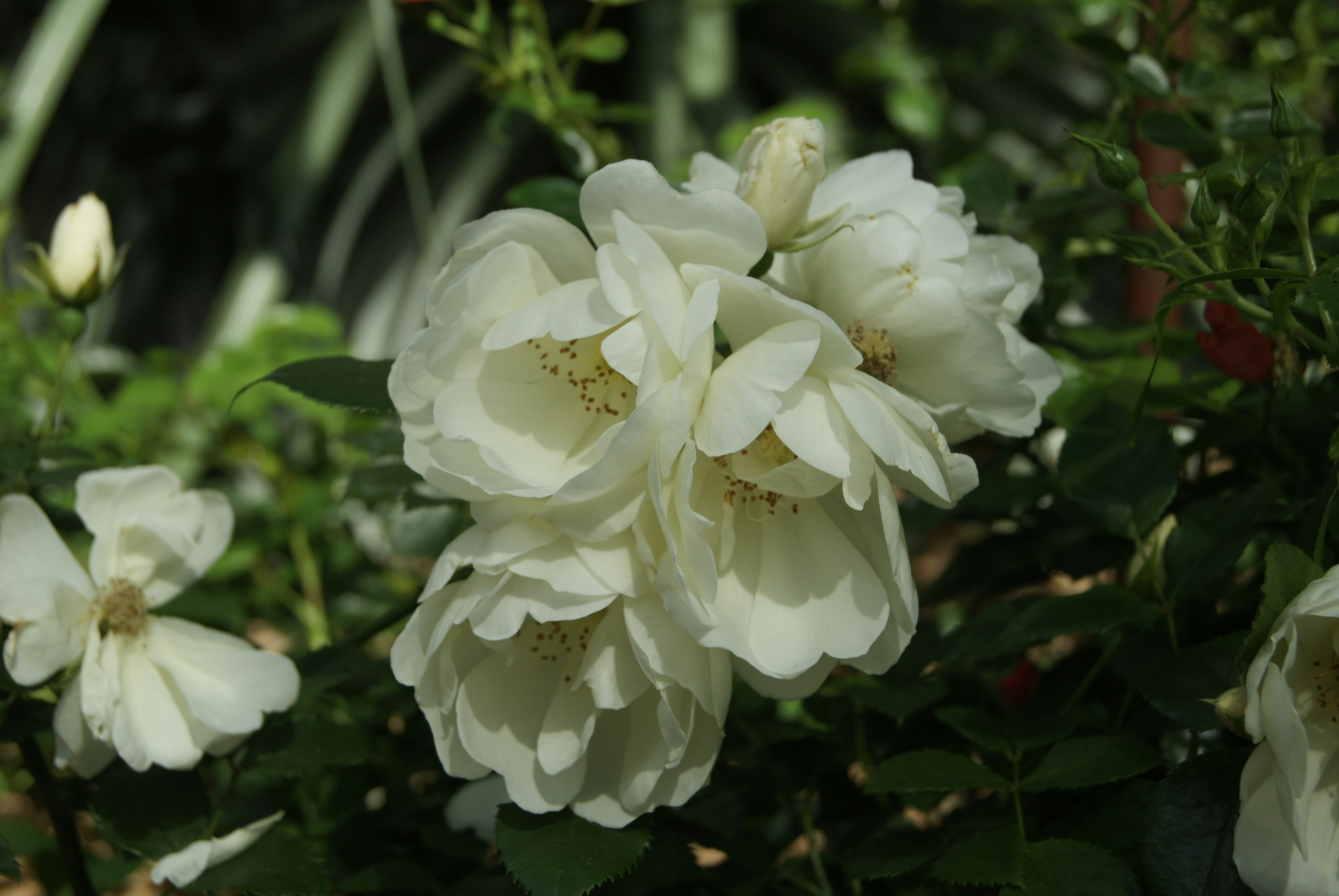 White rose cluster in a shaded garden with soft petals and delicate centers