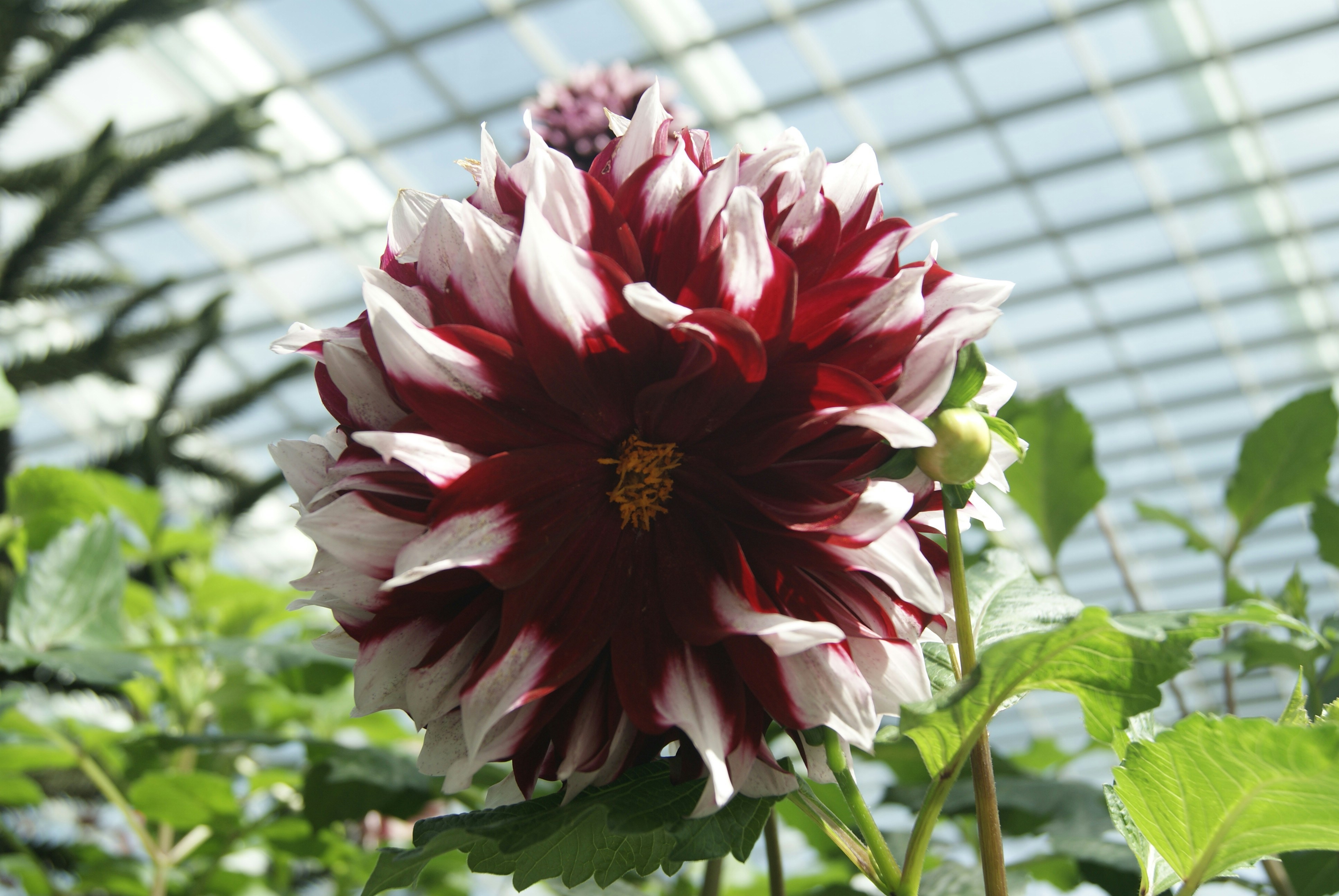 A bold burgundy-and-white dahlia occupies the center of a greenhouse scene with green leaves and a hazy glass ceiling in the background.