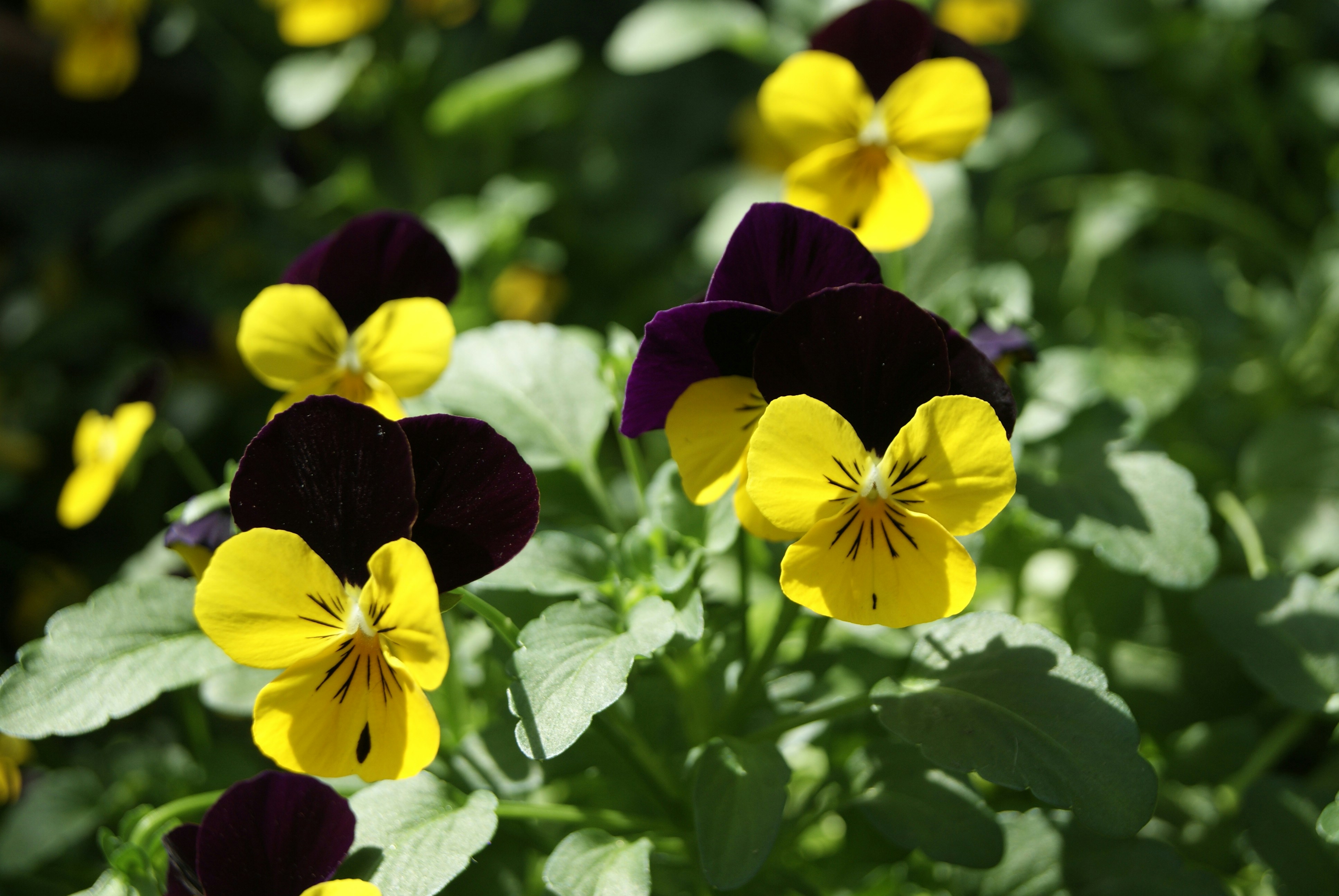 Vibrant Viola Cluster: Yellow and Deep Purple Blooms Amid Green Foliage