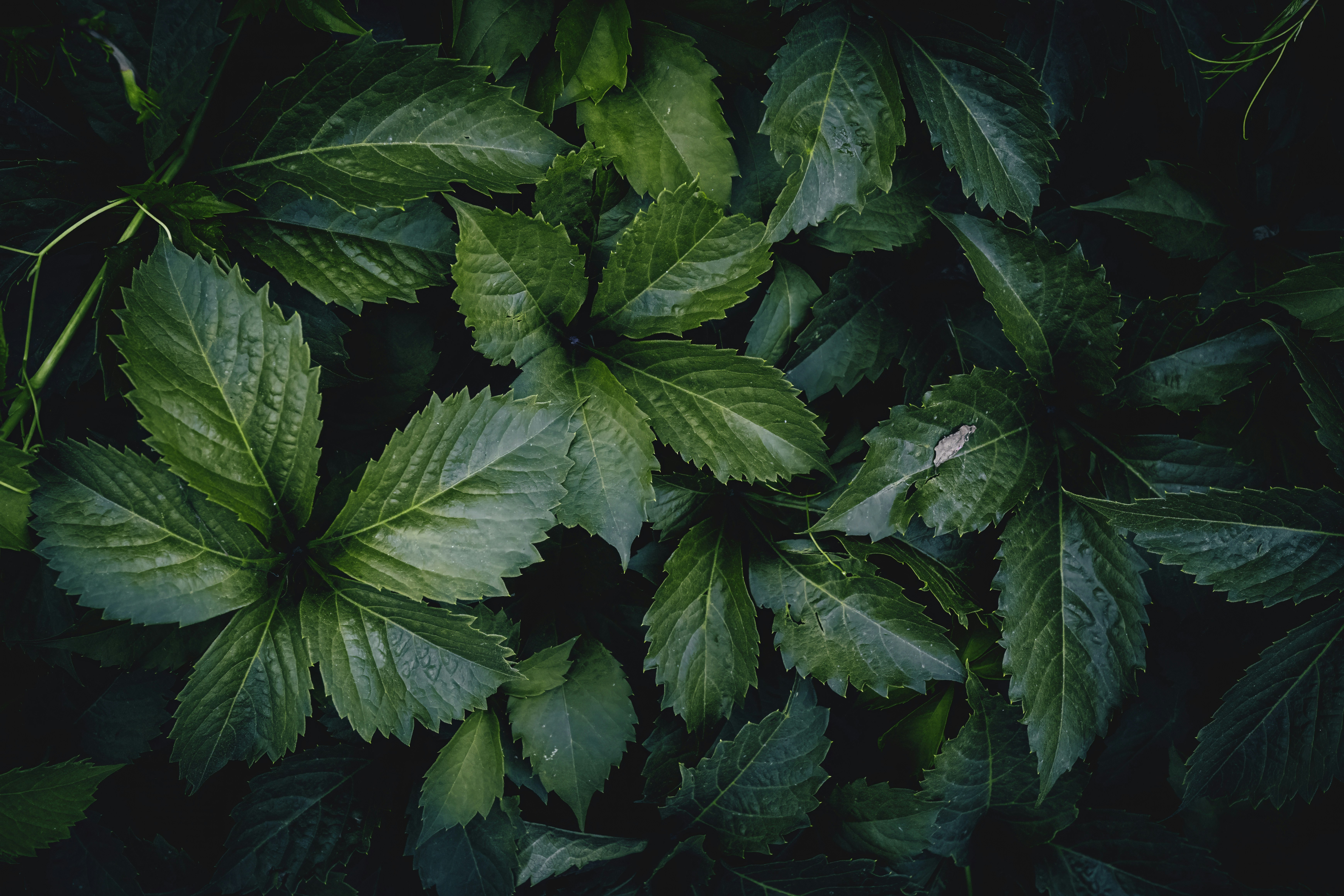Emerald Veil: Interwoven Leaves in Moonlit Shade