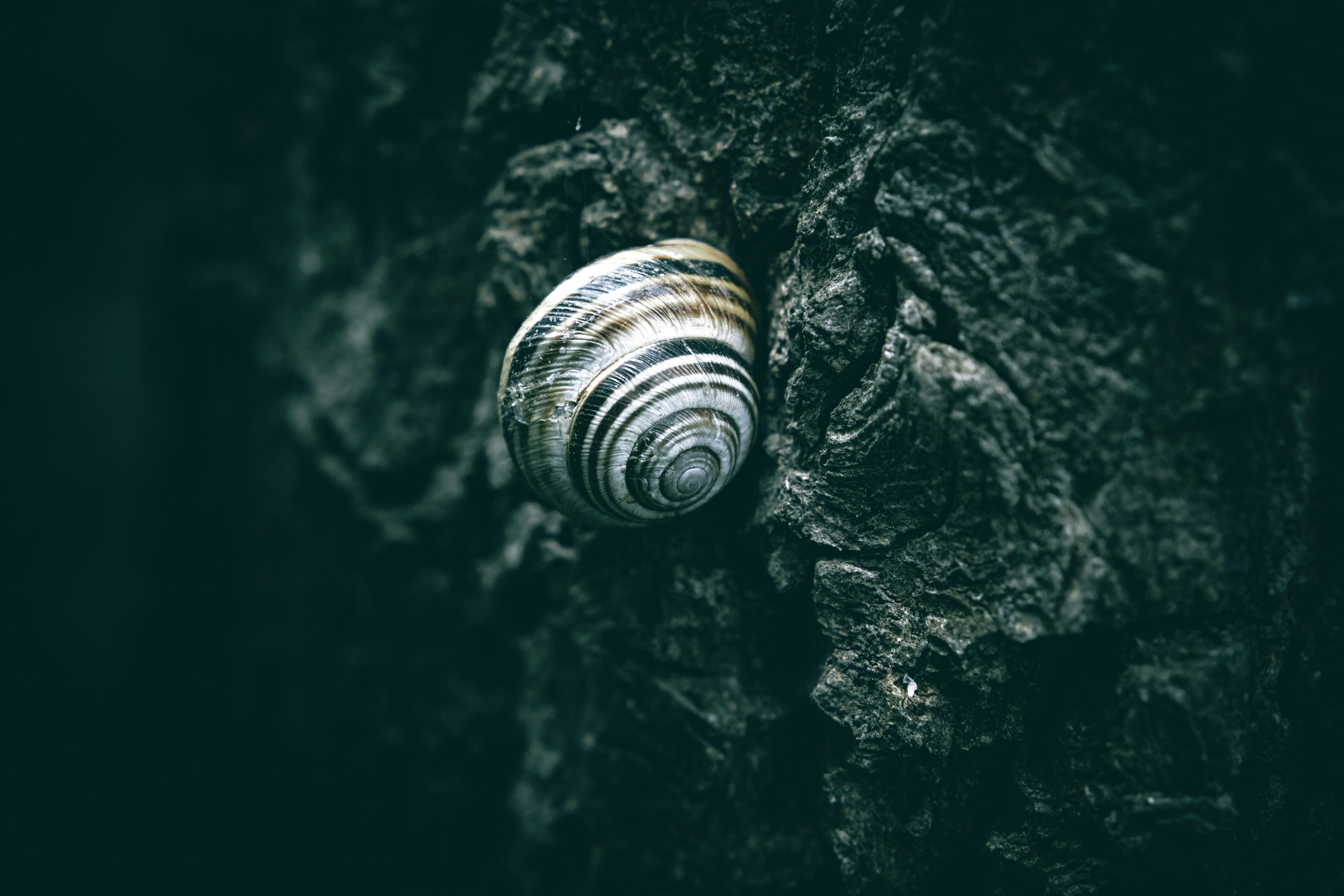 Shell on a Mossy Cliff: a quiet close-up with moody blue-green tones