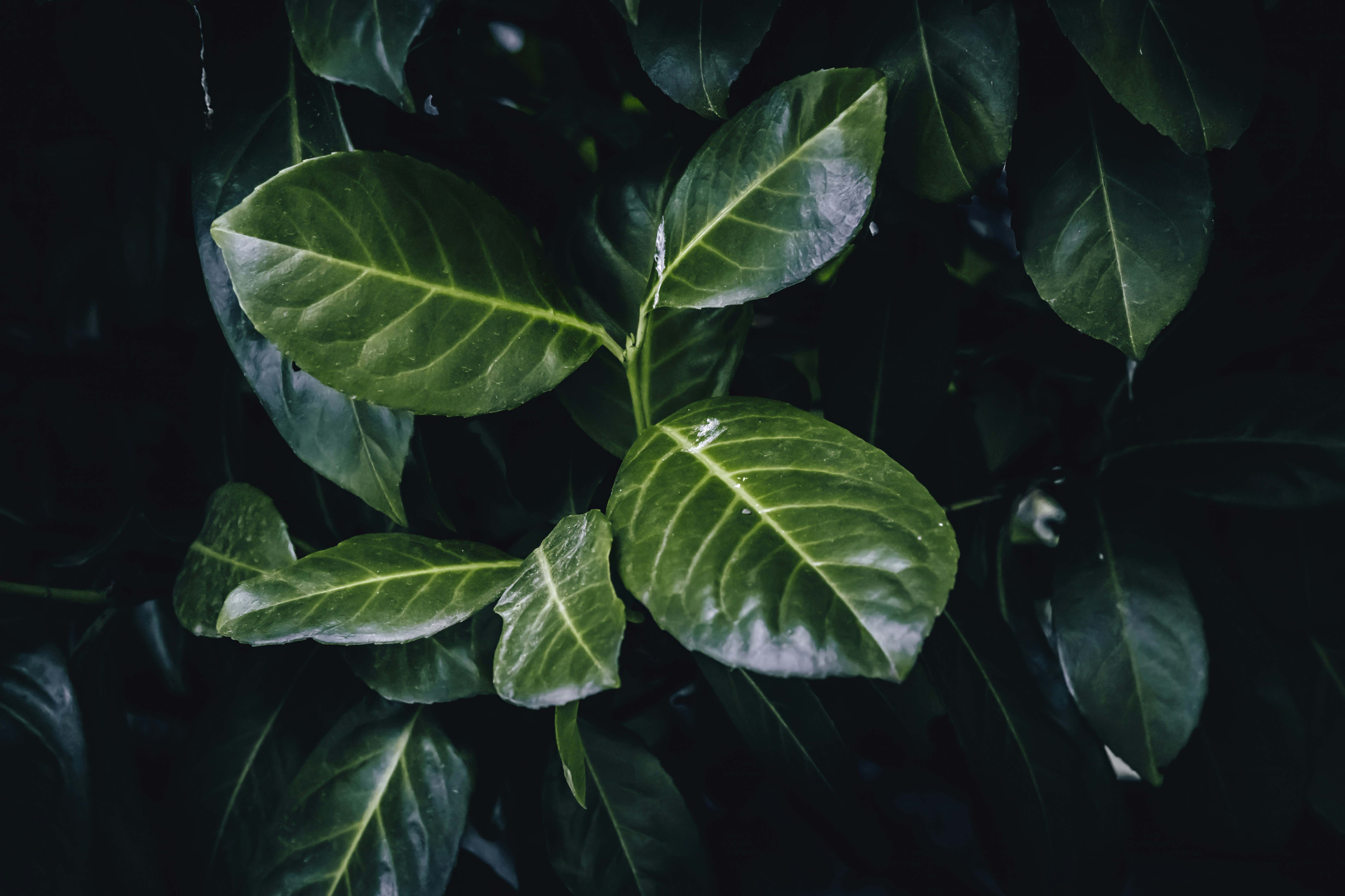 Emerald Quiet: A Leafy Portrait in Deep Canopy