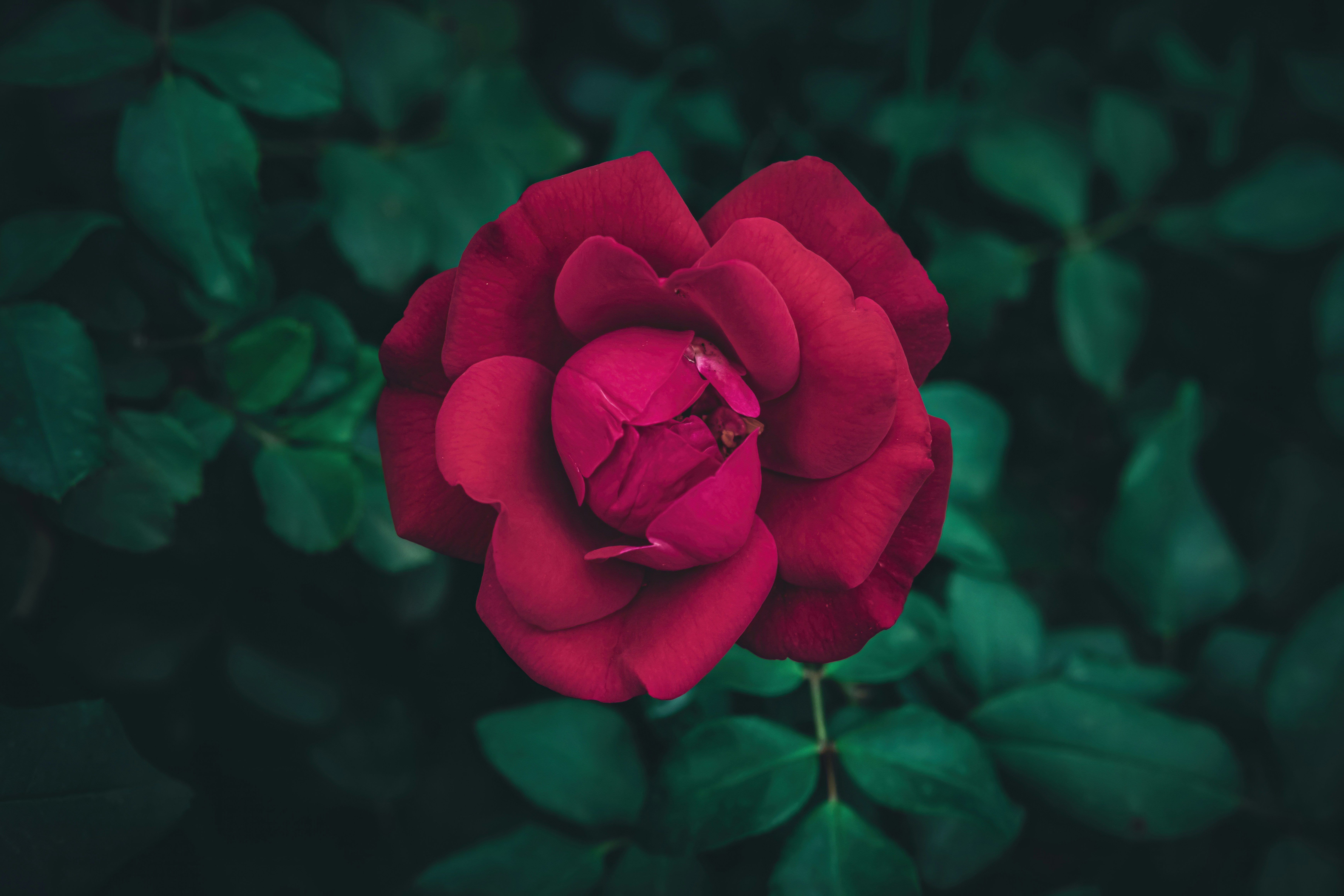 Crimson Bloom in Velvet Shadow