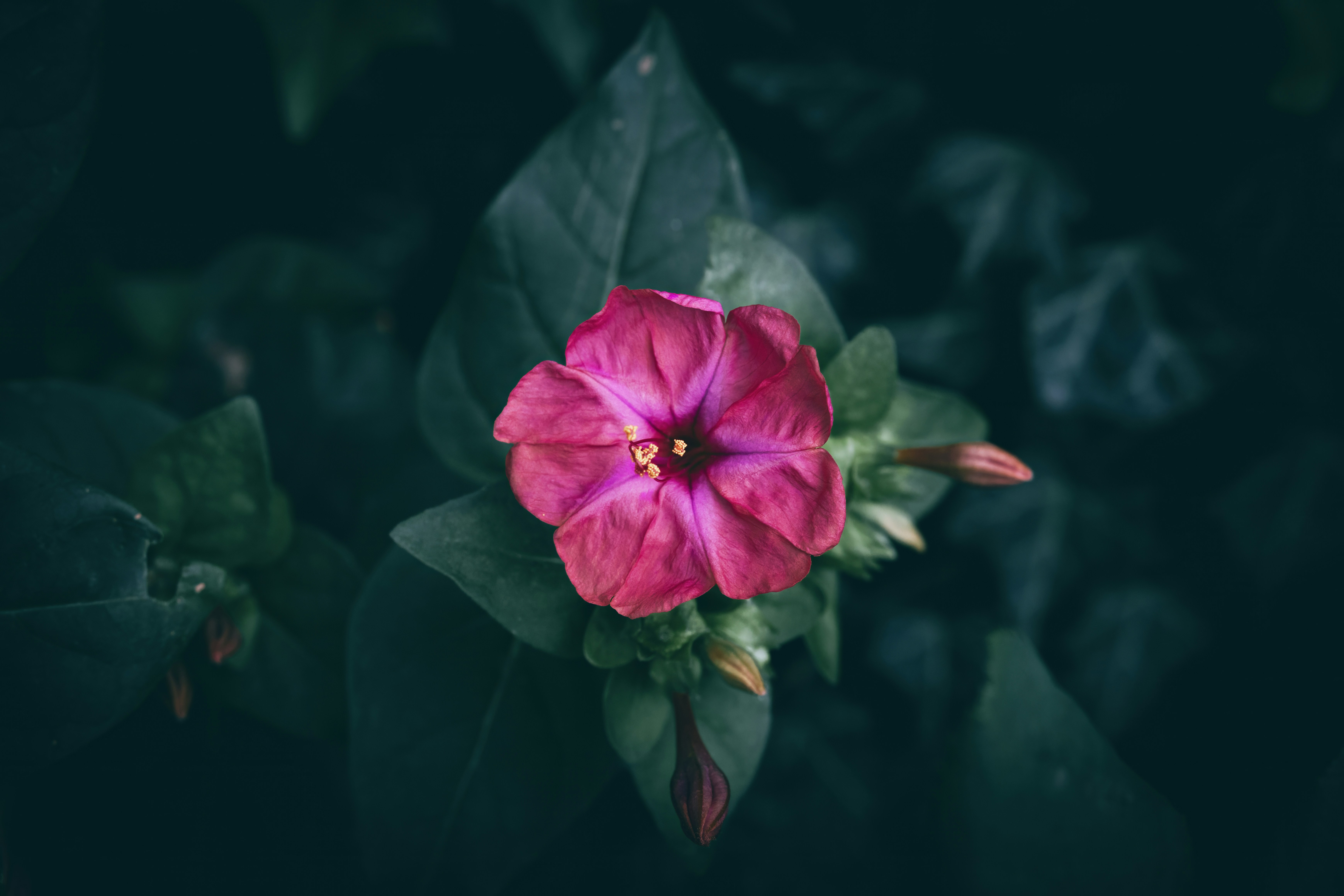 Crimson Bloom at the Center of Shade