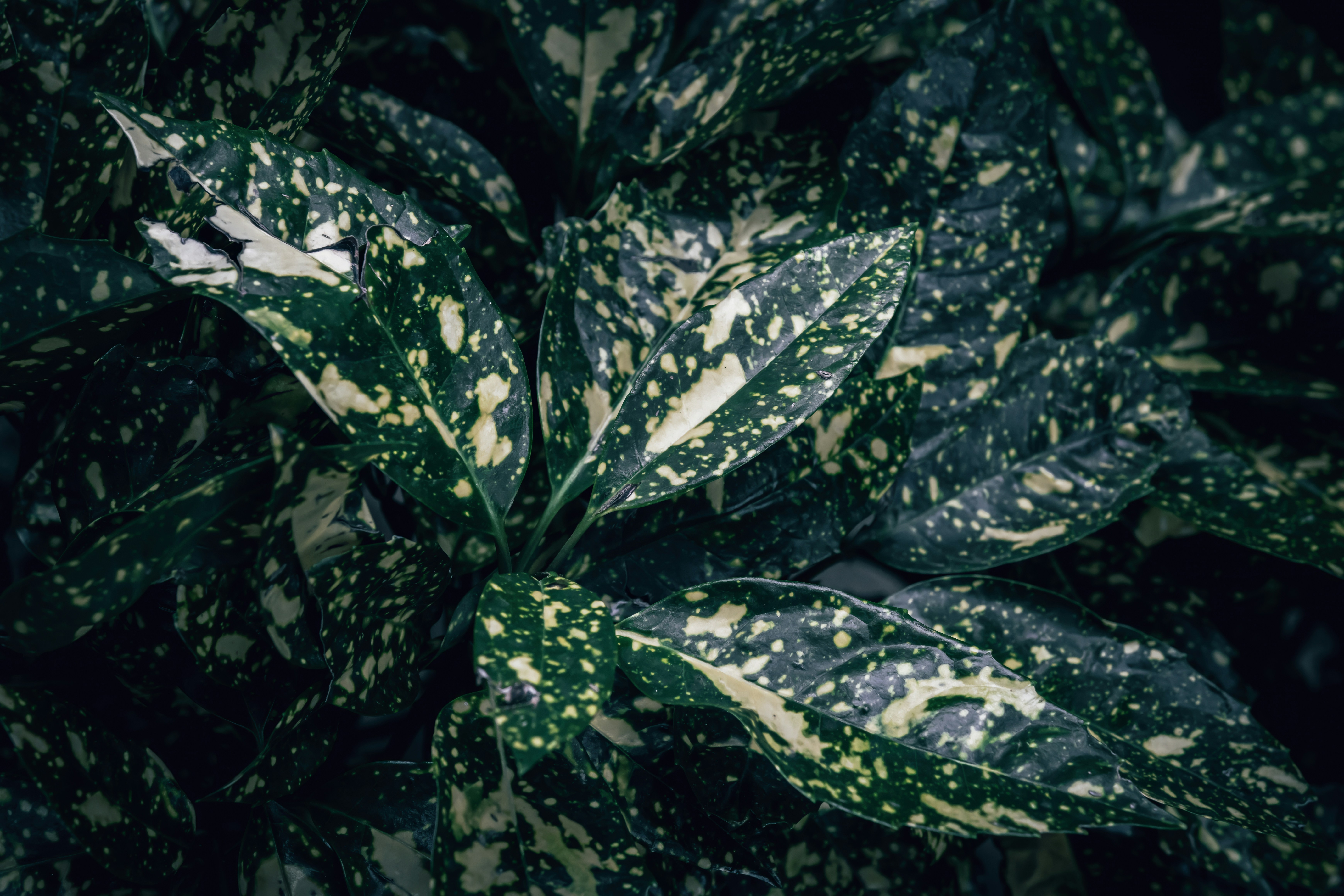 Variegated foliage in shadowed greenery