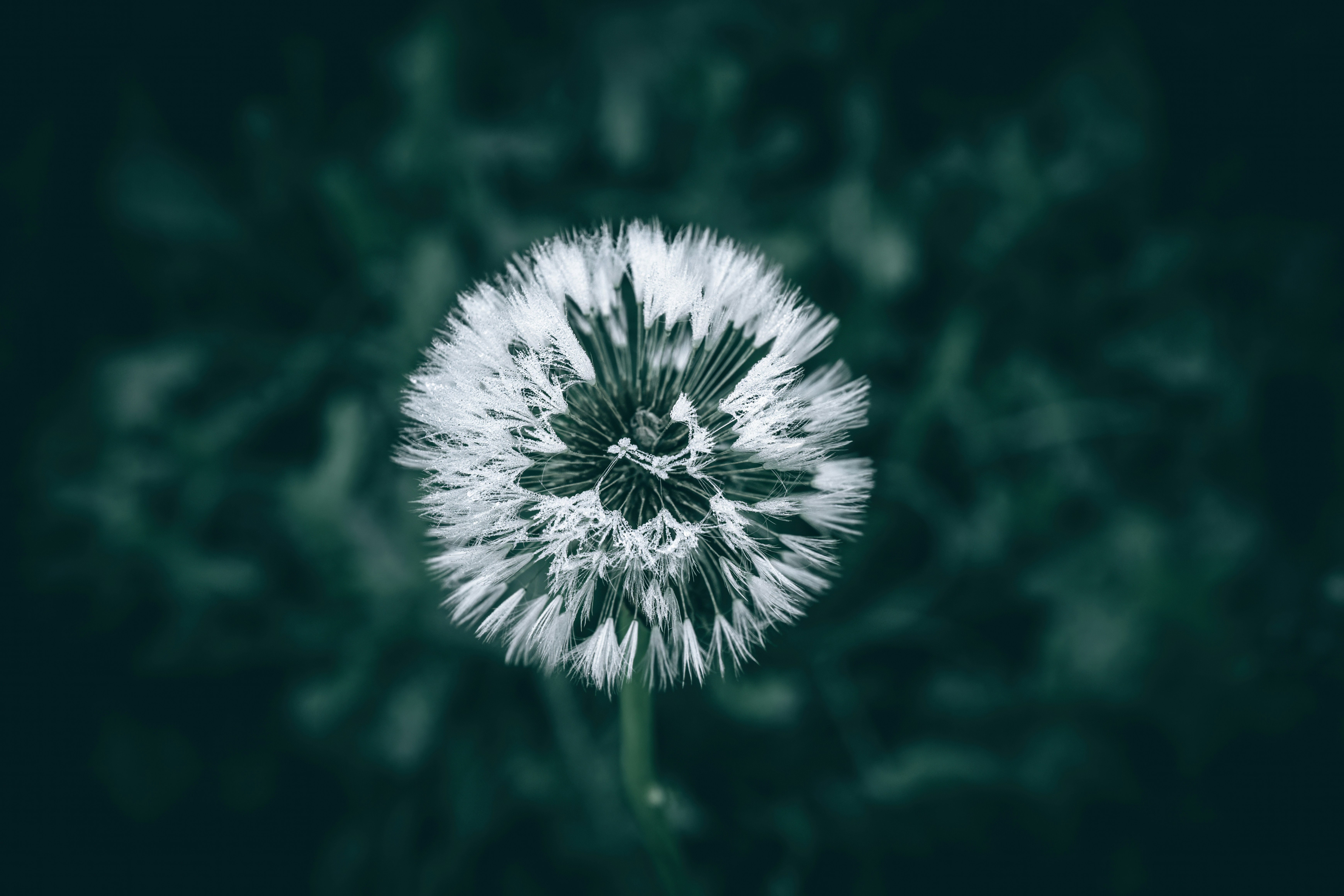 Center Stage: A Delicate Dandelion Puff in Quiet Focus