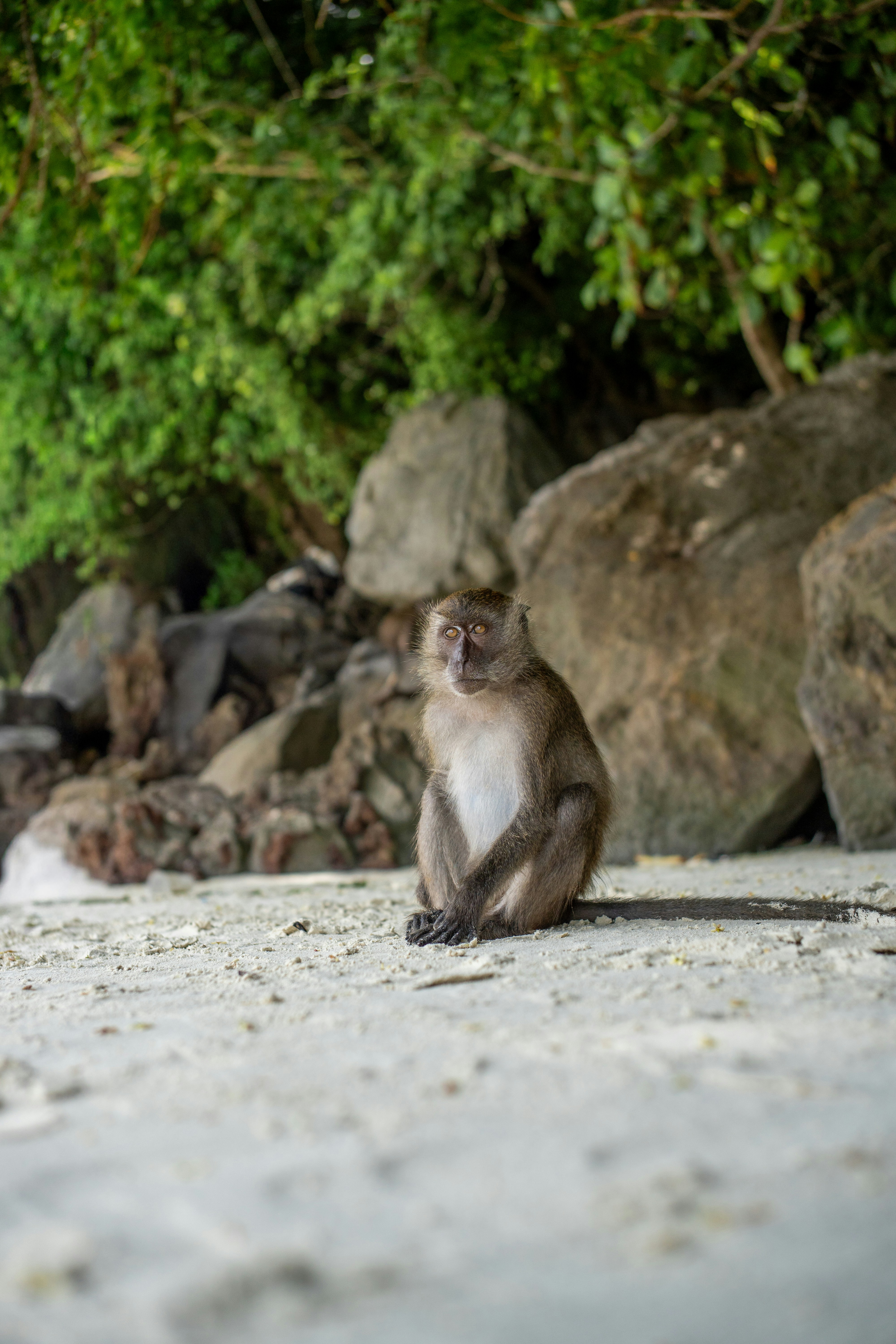 Monk on the Beach: A Curious Monkey in Quiet Shoreline Light