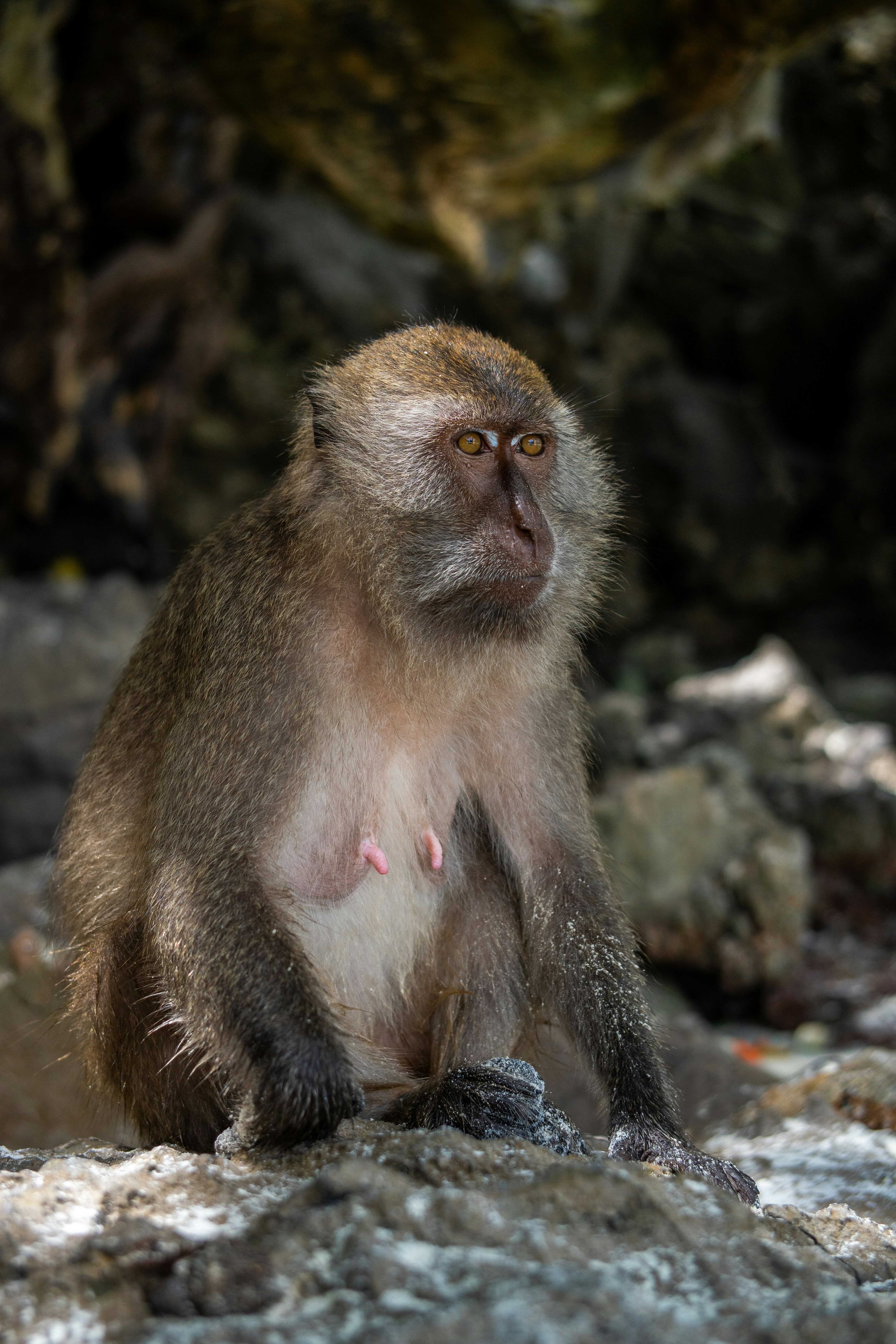 Curious Sentry of the Shoreline: A Monkeys’ Gaze