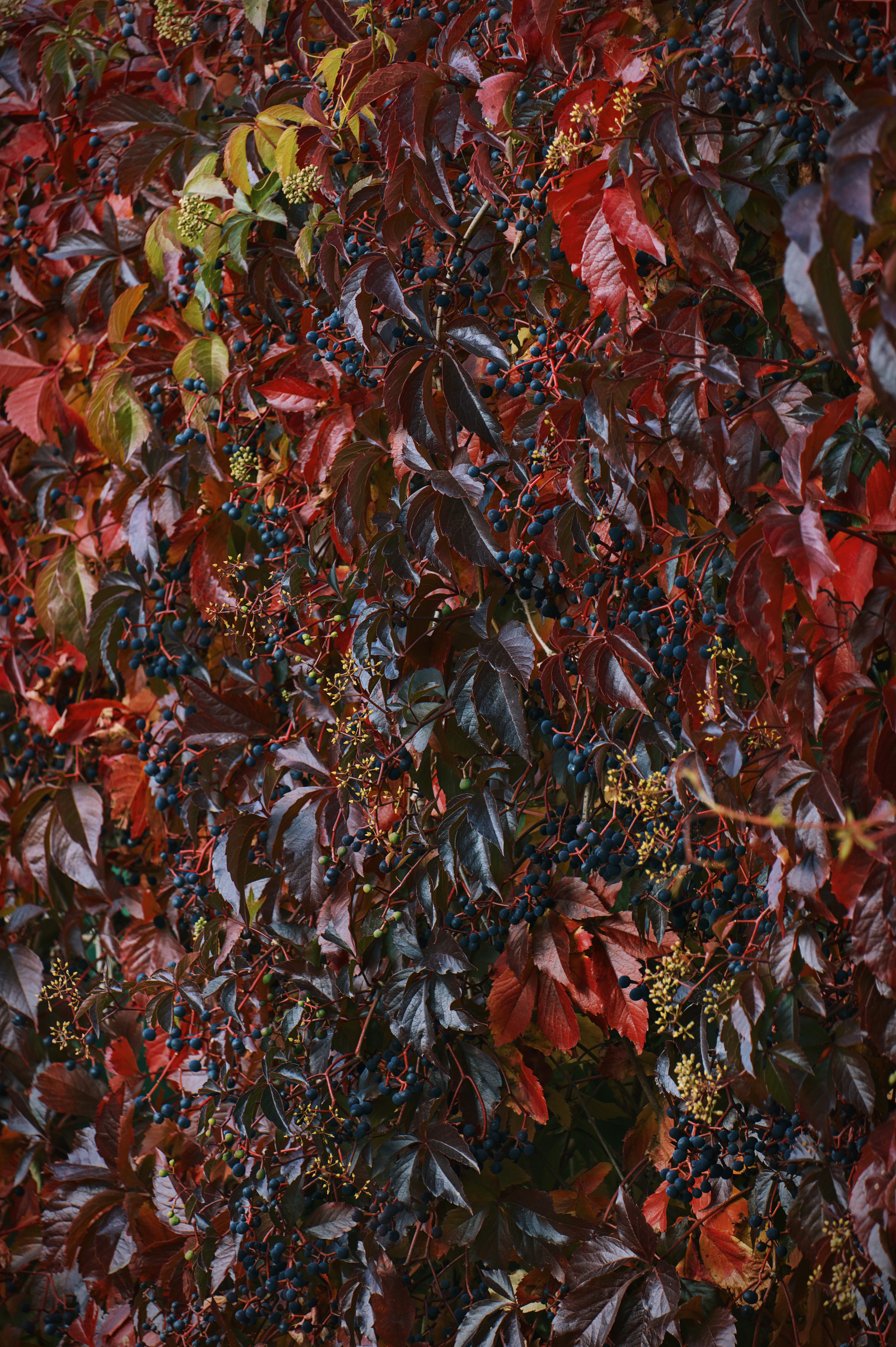 Dense vine foliage in deep reds and purples with blue berries, creating a rich textural tapestry. A close, nature-centric composition without people or animals.