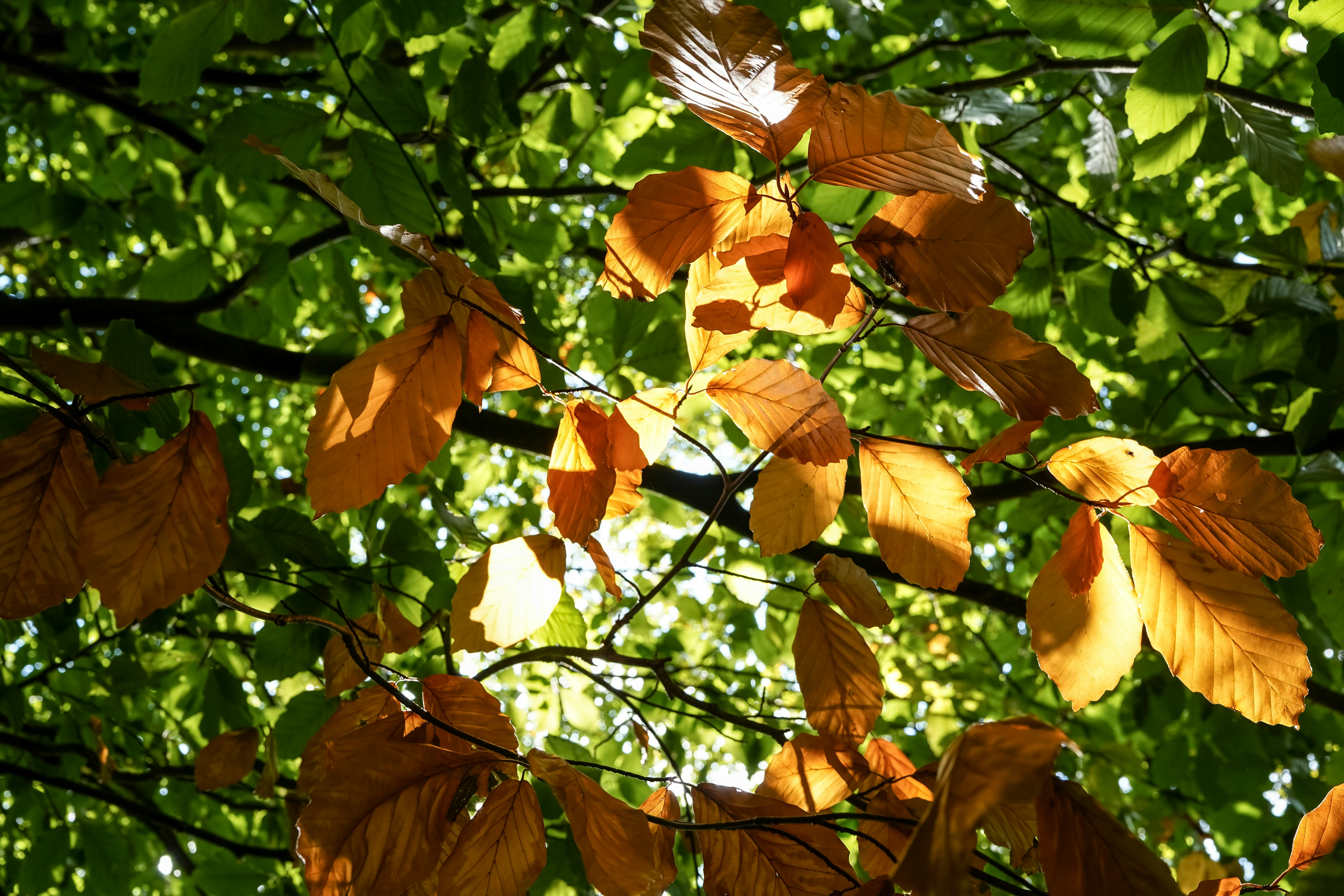 Autumnal backlit leaves in a sun-dappled canopy