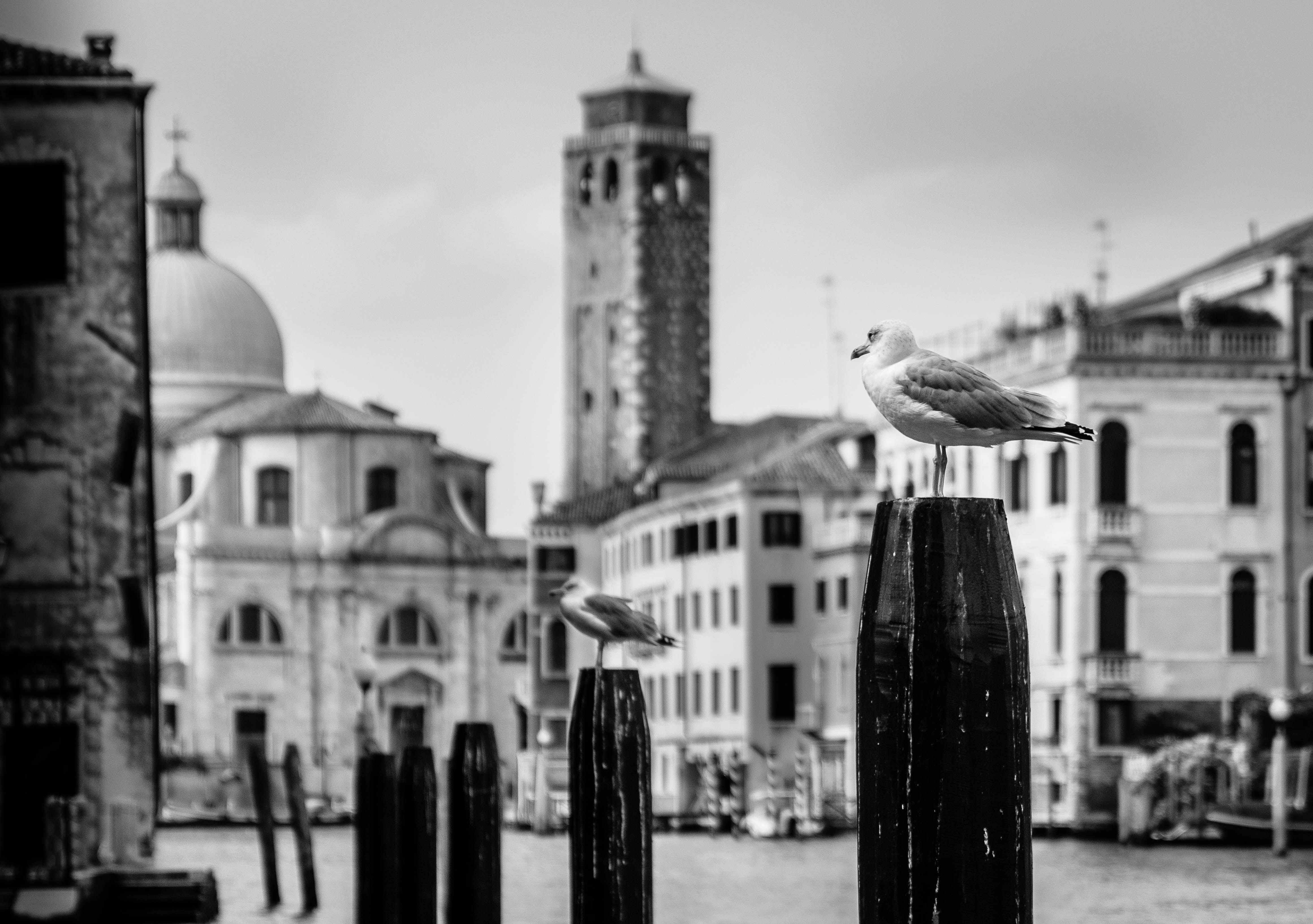 Seagull Sentinel over the Venetian Canal