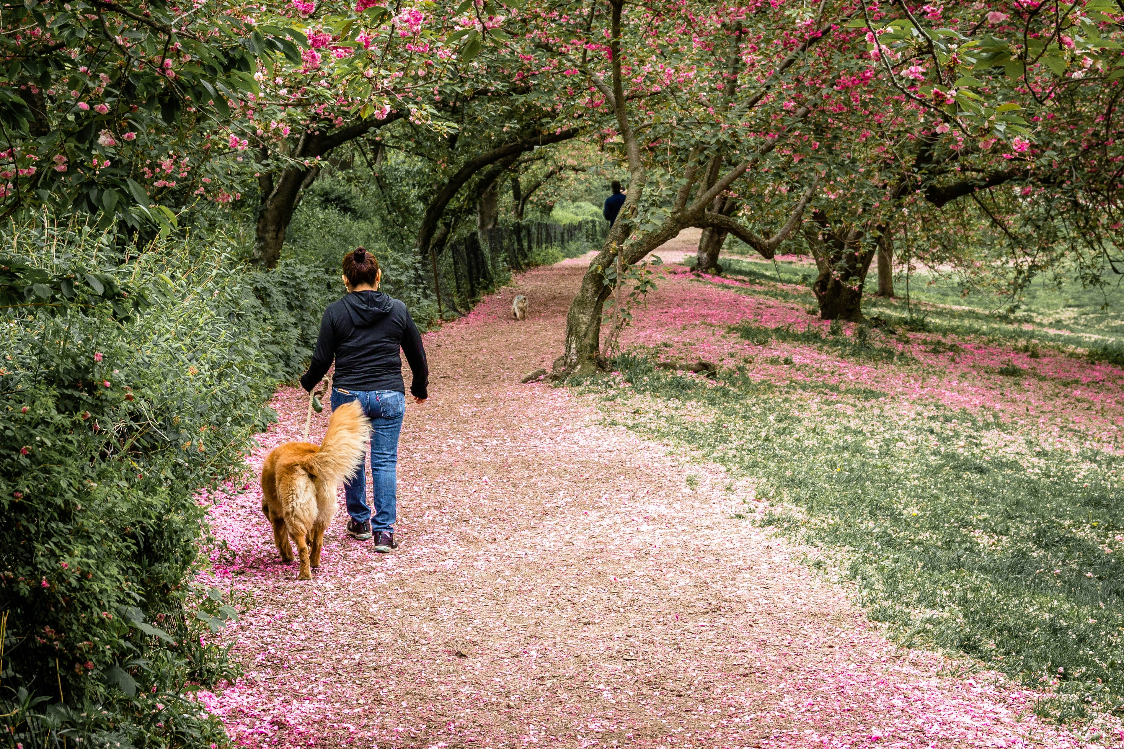 Petal-Threaded Path: A Woman Walks a Golden Retriever Through Blossom-Lined Trails