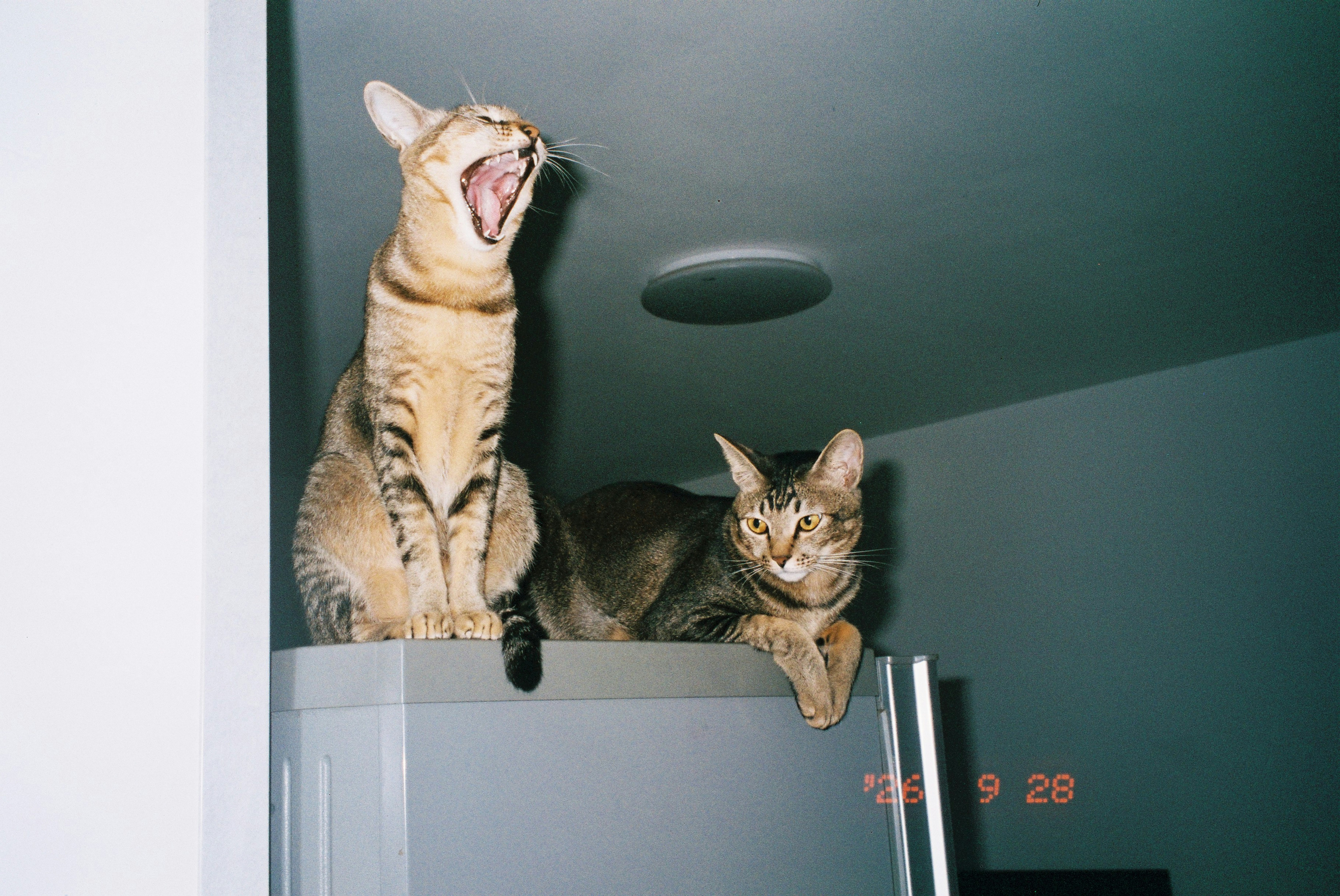 Lounge Roar: Cats Guard the Kitchen Ridge at Dusk