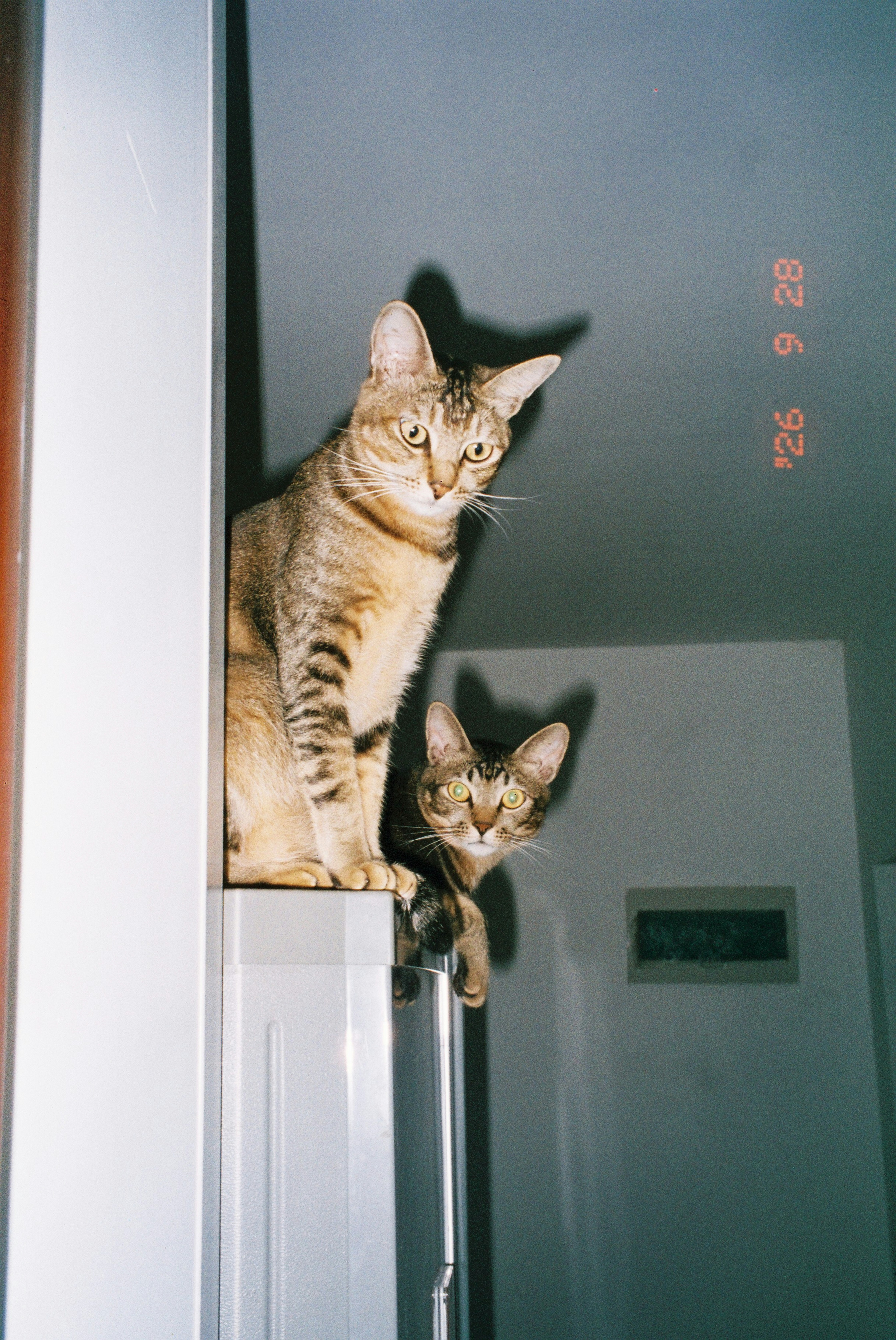 Curious Duo at the Kitchen Chin: A Pair of Cats Perched on a Metallic Surface
