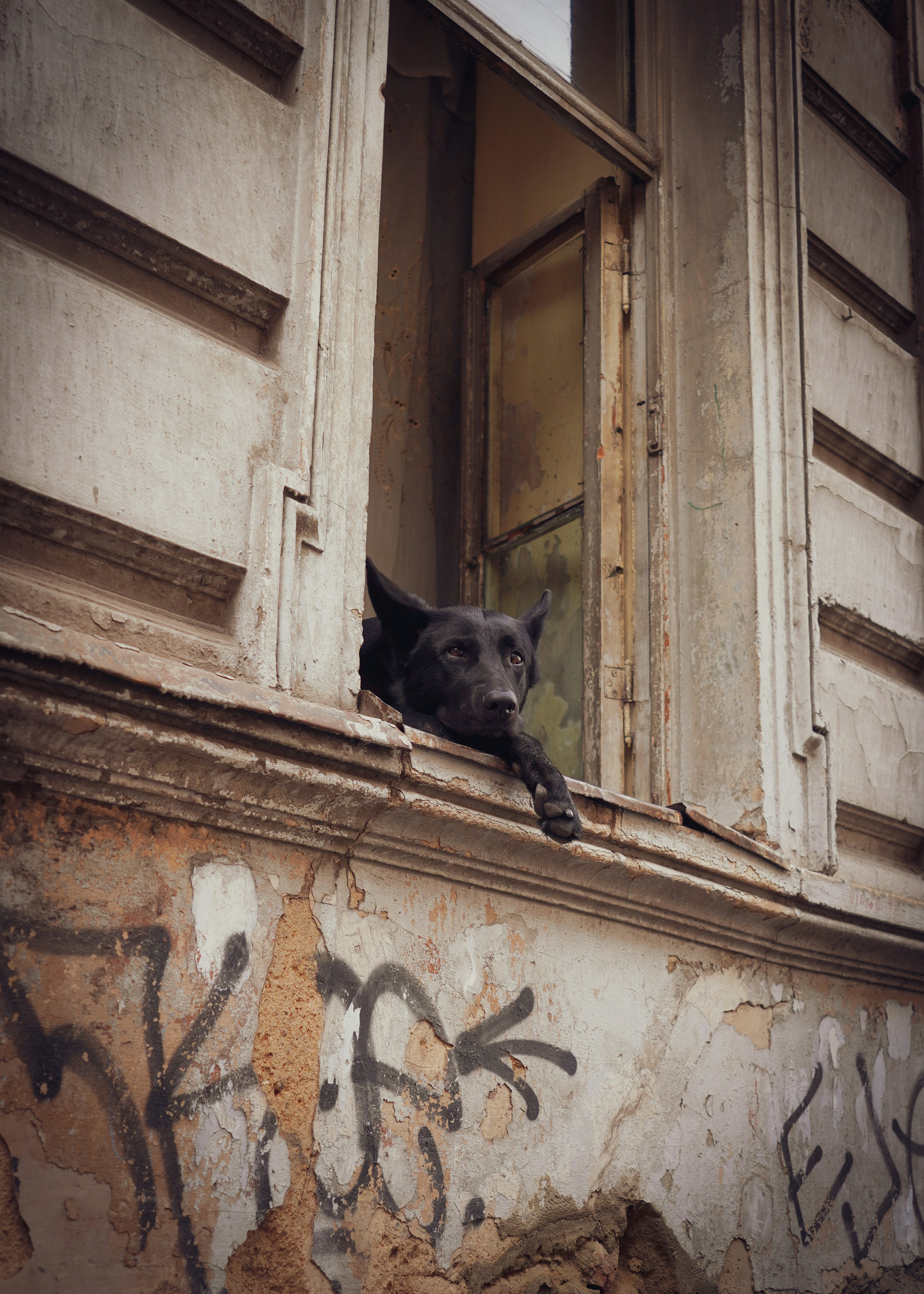 Curious Canine at a Weathered Window