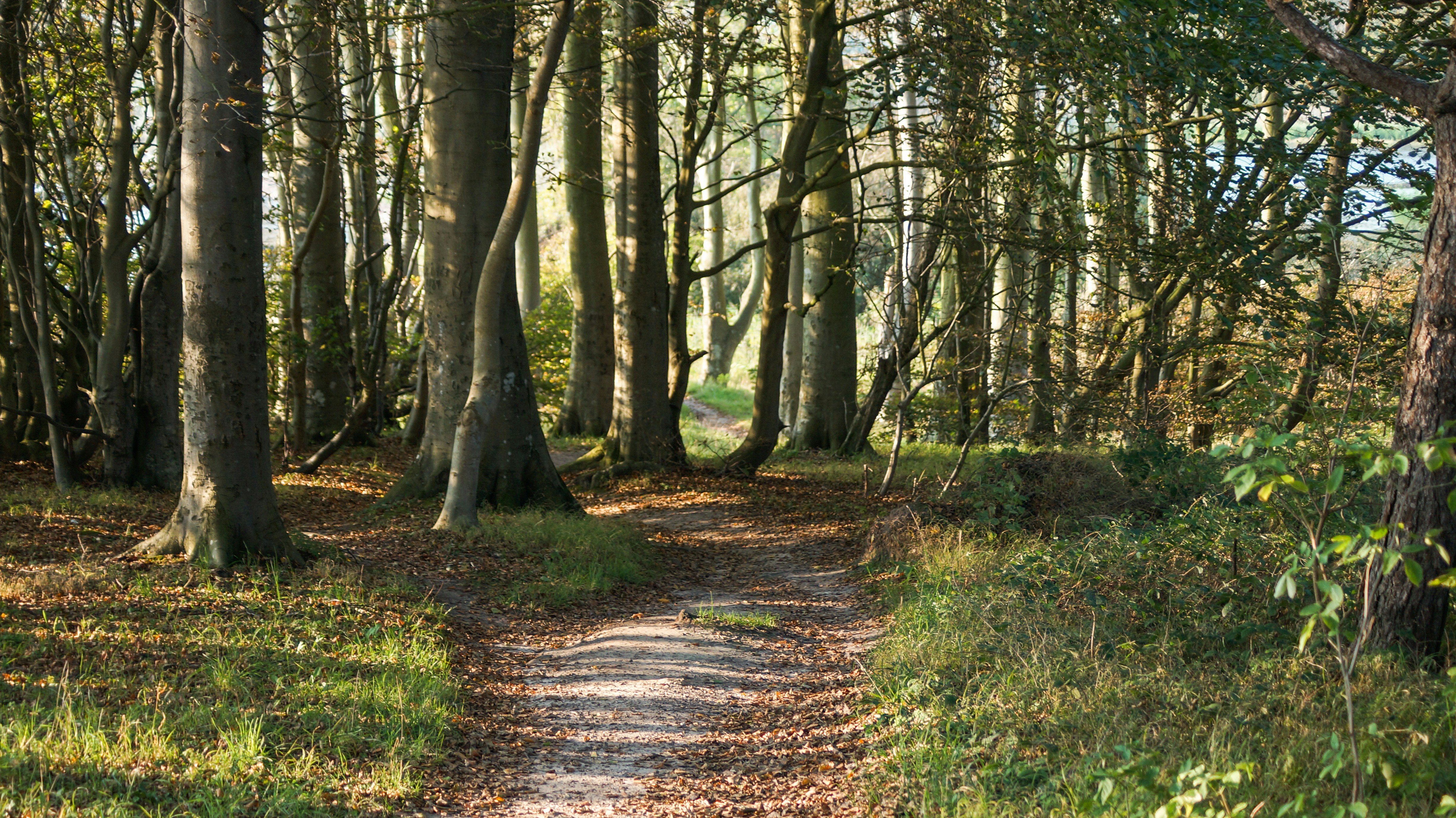 Sun-dappled forest path winding between tall trees with soft moss and fallen needles along the trail.