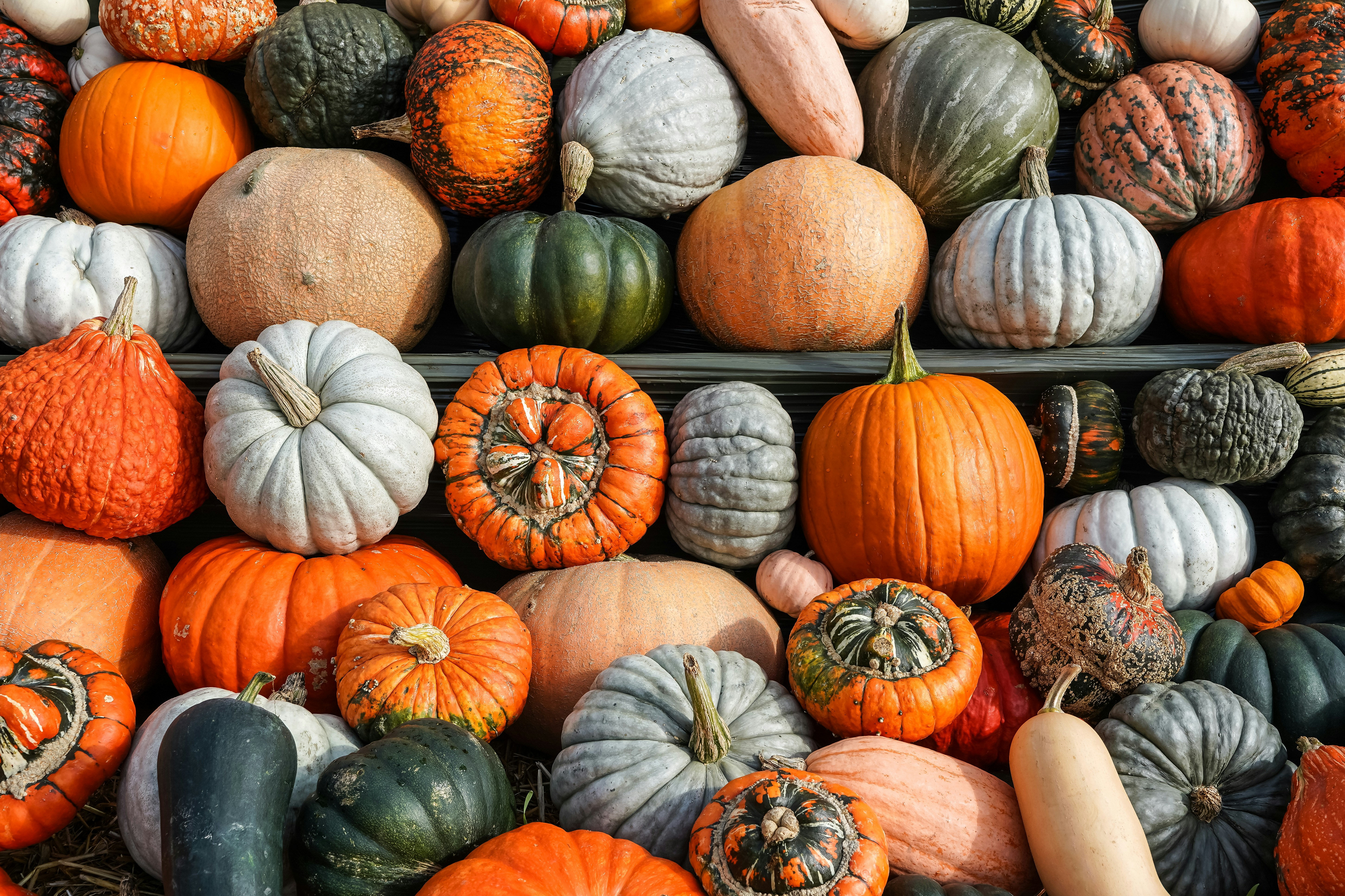 Pumpkin Patch Mosaic: A Harvest Palette of Orange, Green, and Gray