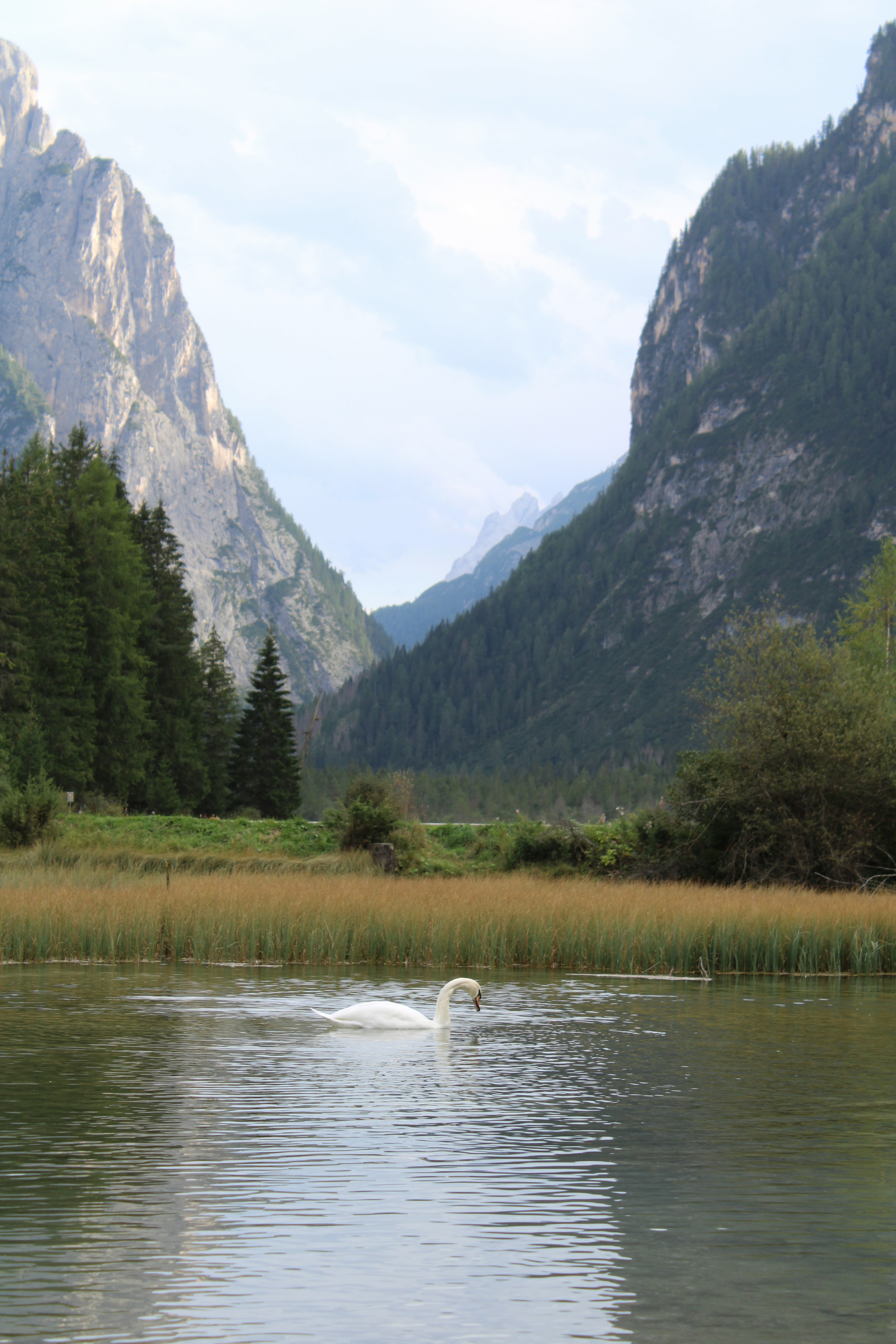 White swan glides on a calm river framed by tall canyon walls and a grassy meadow, with distant mountains under a soft cloudy sky.