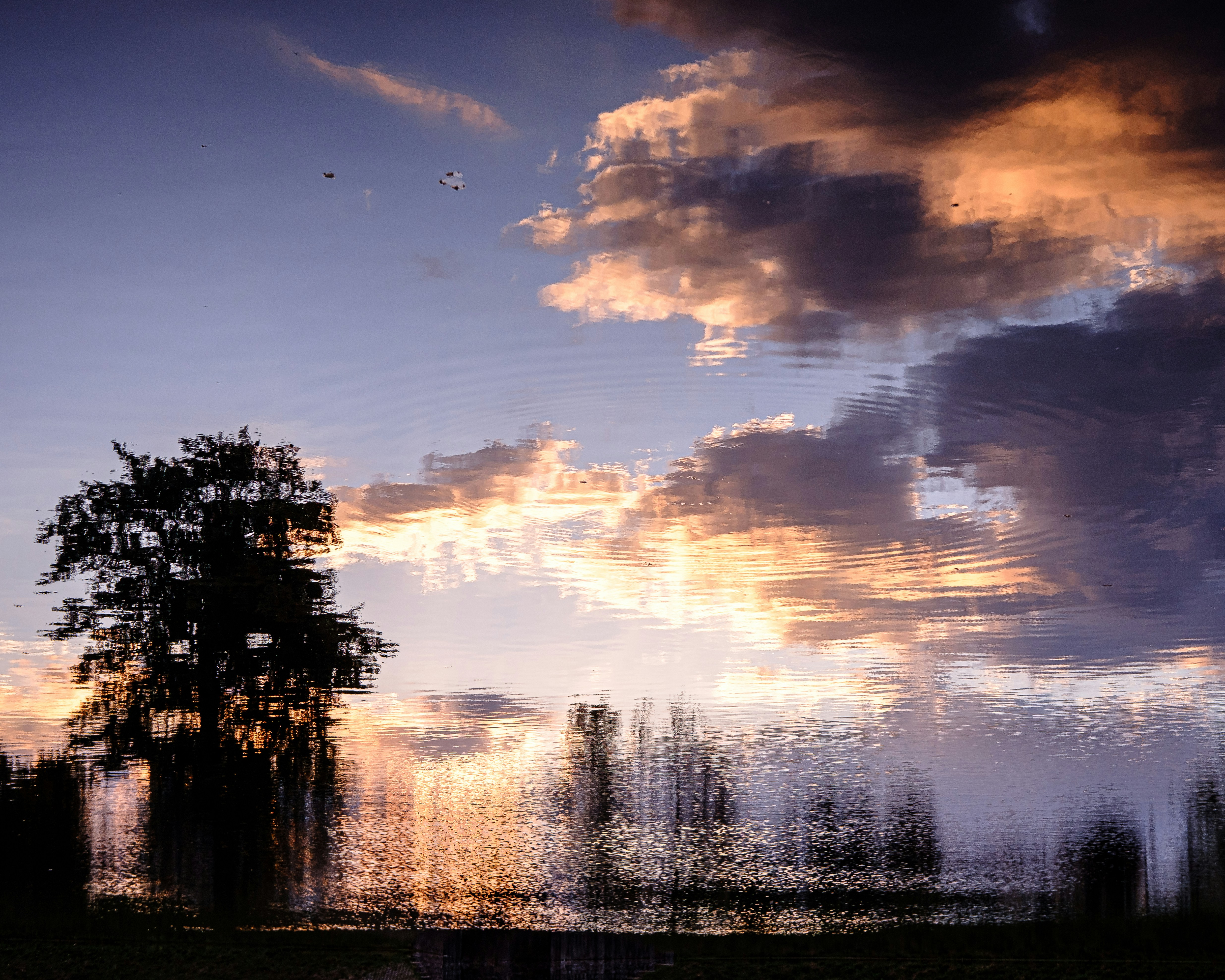Distant Trees at Sunset Reflected on Quiet Water