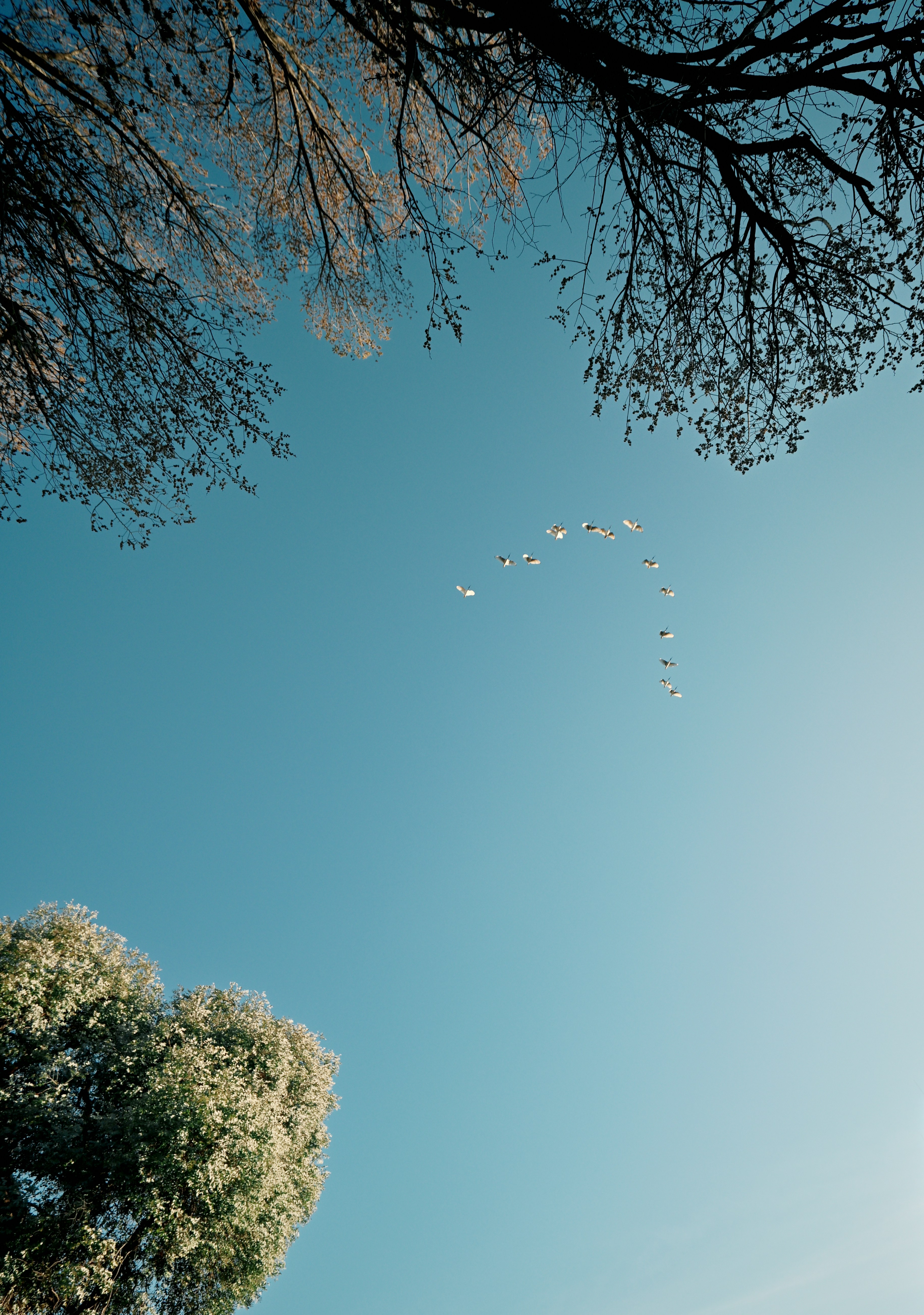 Bright blue sky with a small flock of birds forming a gentle arc, framed by treetops at the edges.