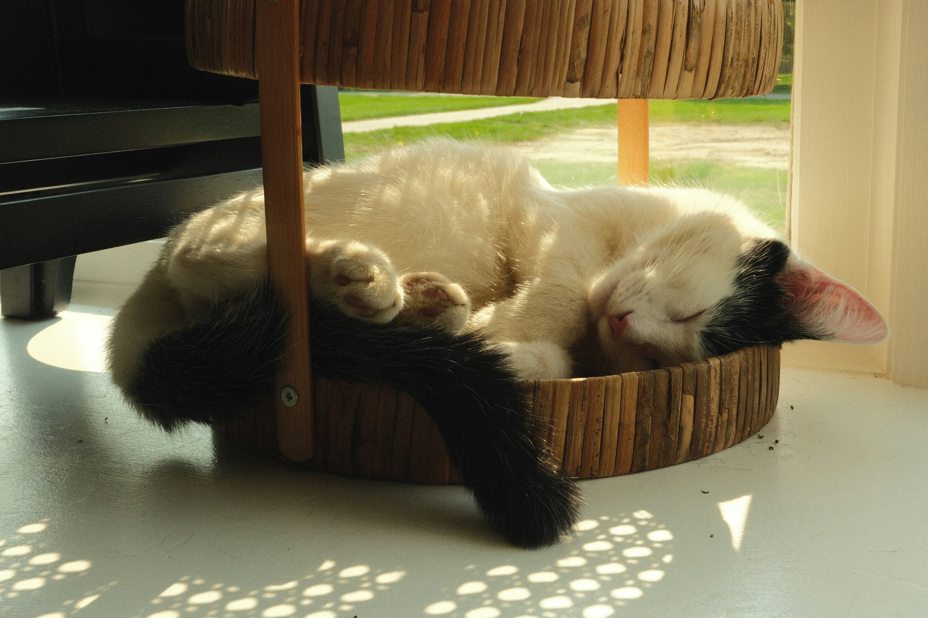 Sunny Catsleep: A Feline Napped in a Wooden Hammock