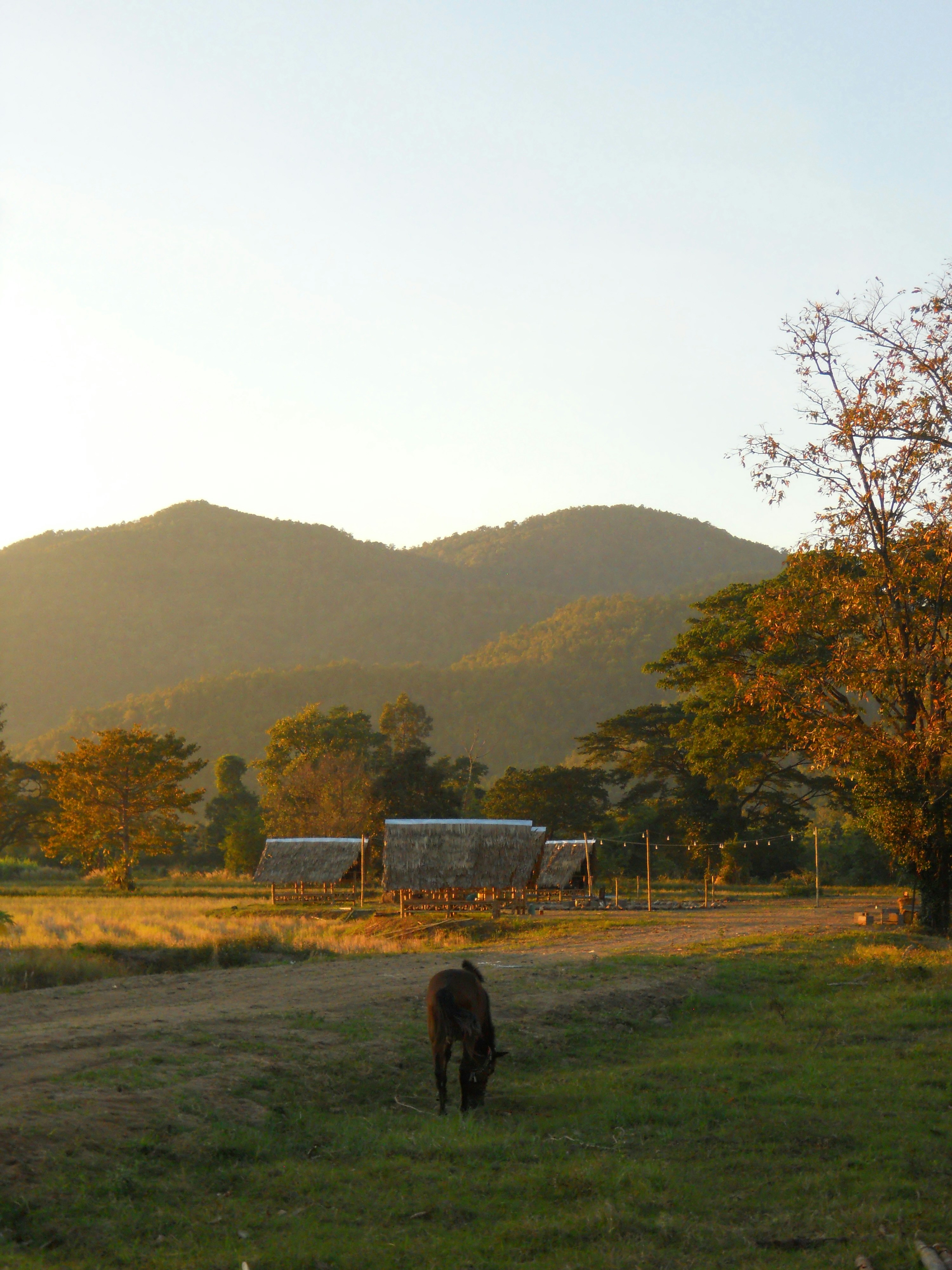 Pastoral Silence: A Pony in the Dappled Field at Dusk