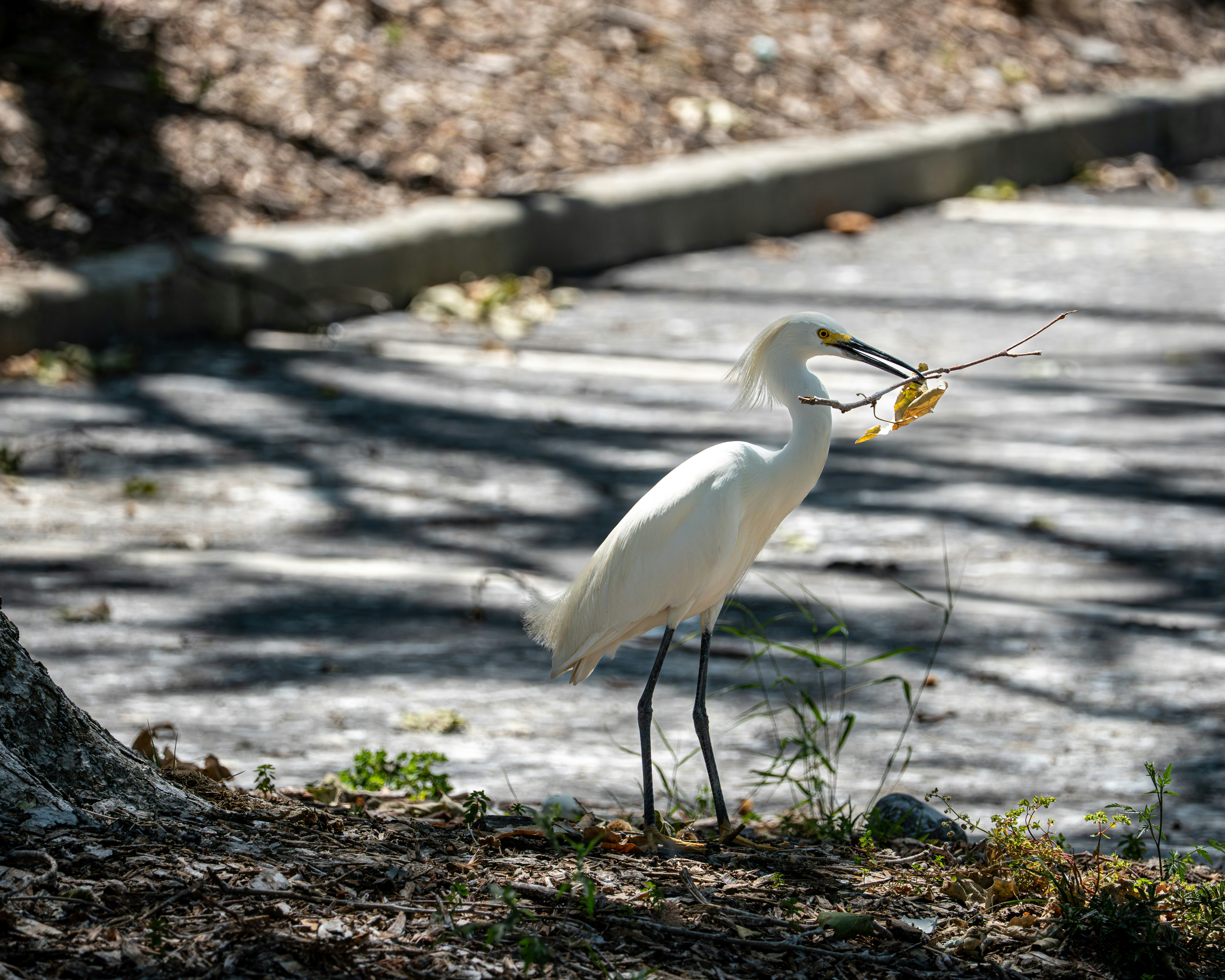 A white heron stands on a shaded path, beak grasping a seed or twig, with the bird as the focal point amid dappled sunlight and blurred background.