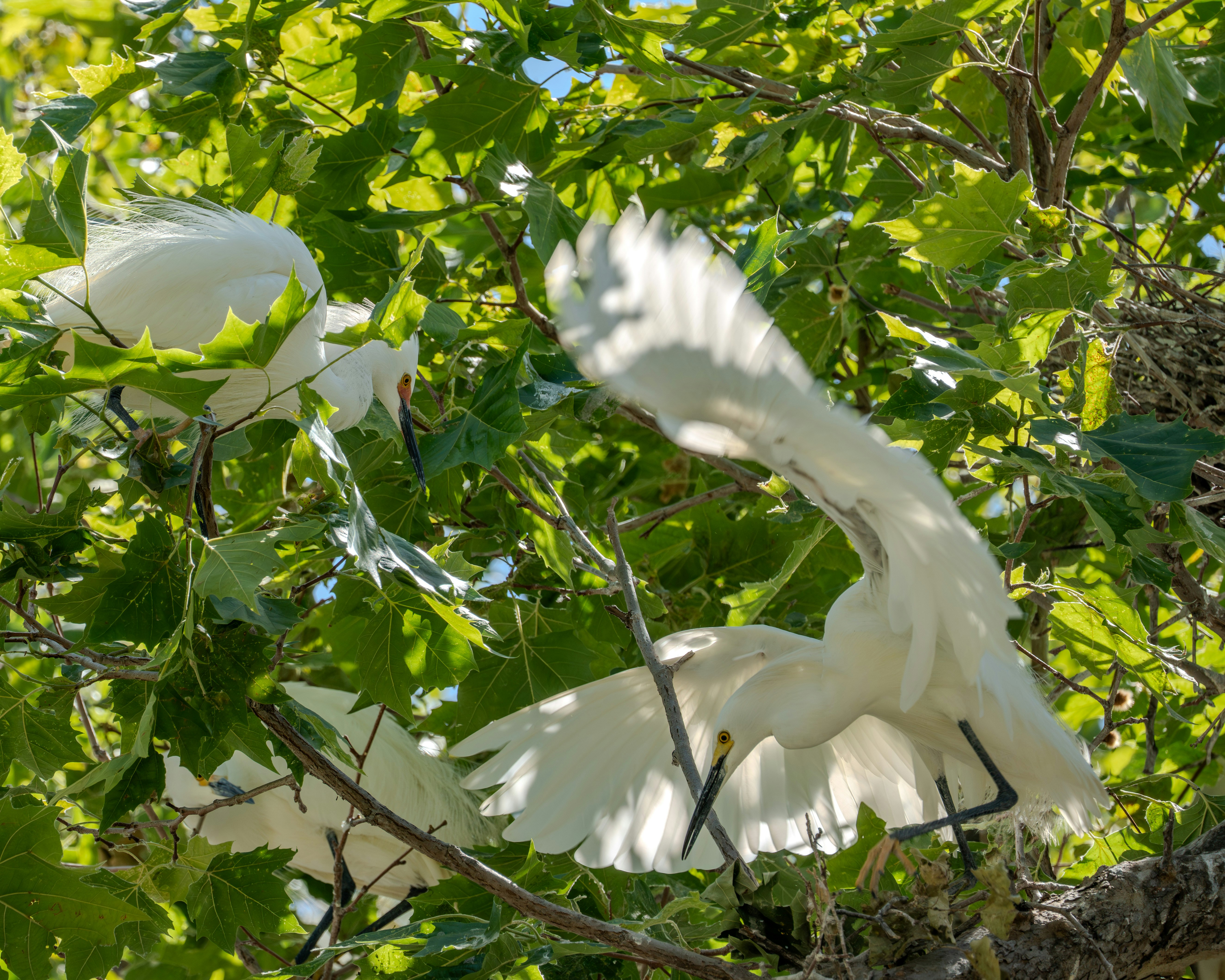 Feathers Amid the Canopy: A White Heron in Spring Light