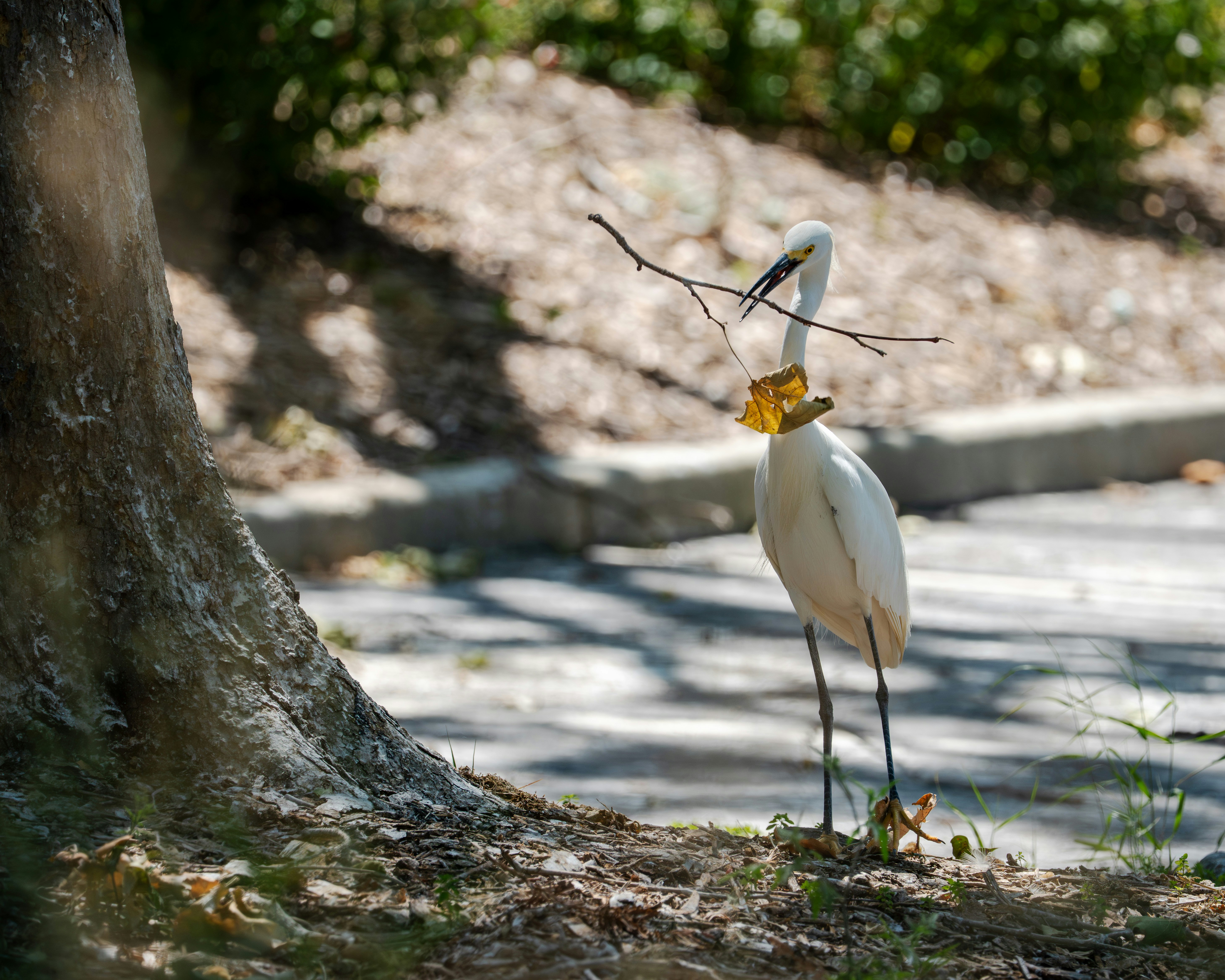 Elegance in the Shade: A Great White Heron Edges the Park Verge