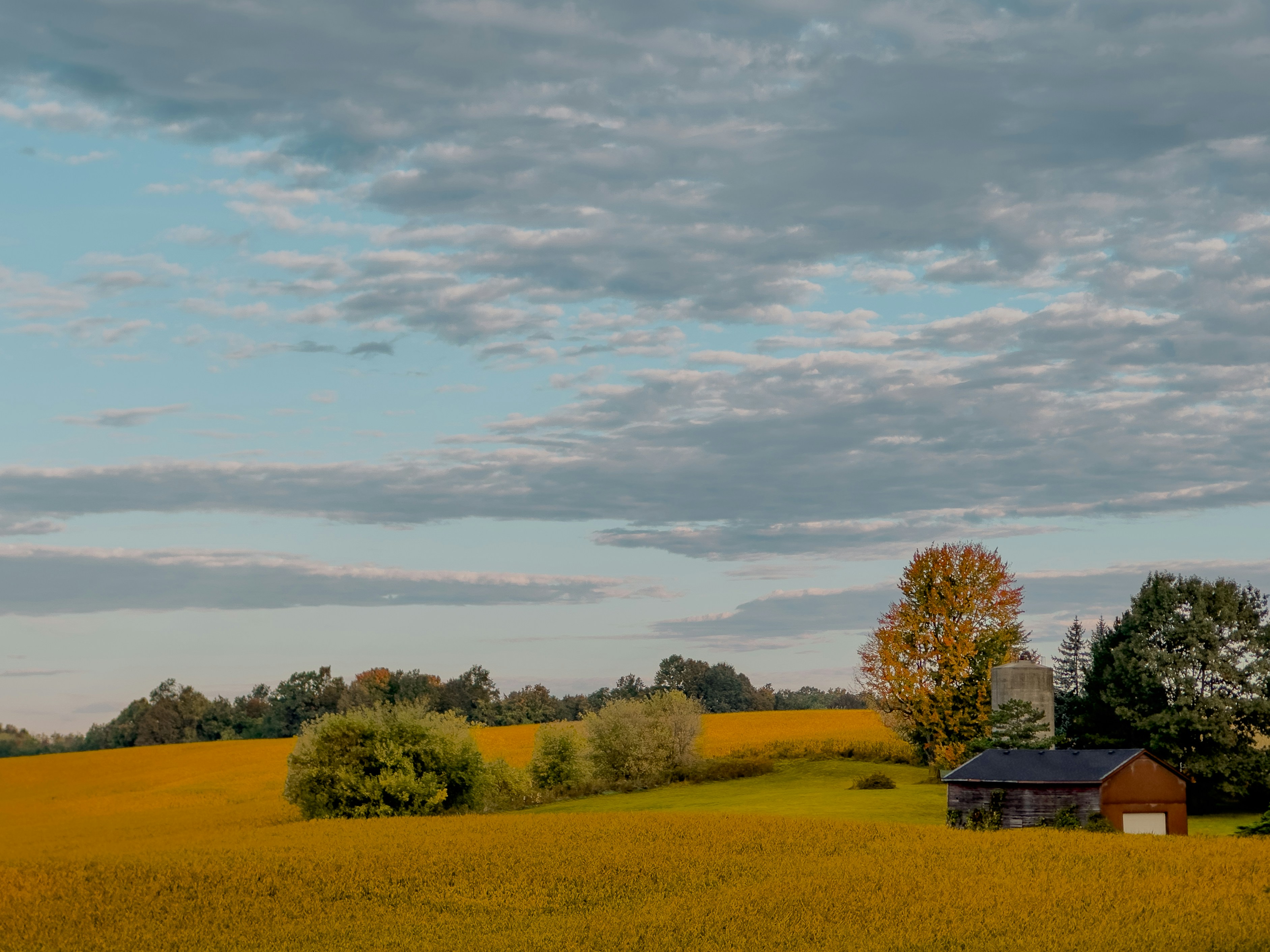 Golden Field and Weathered Barn Under a Dappled Sky