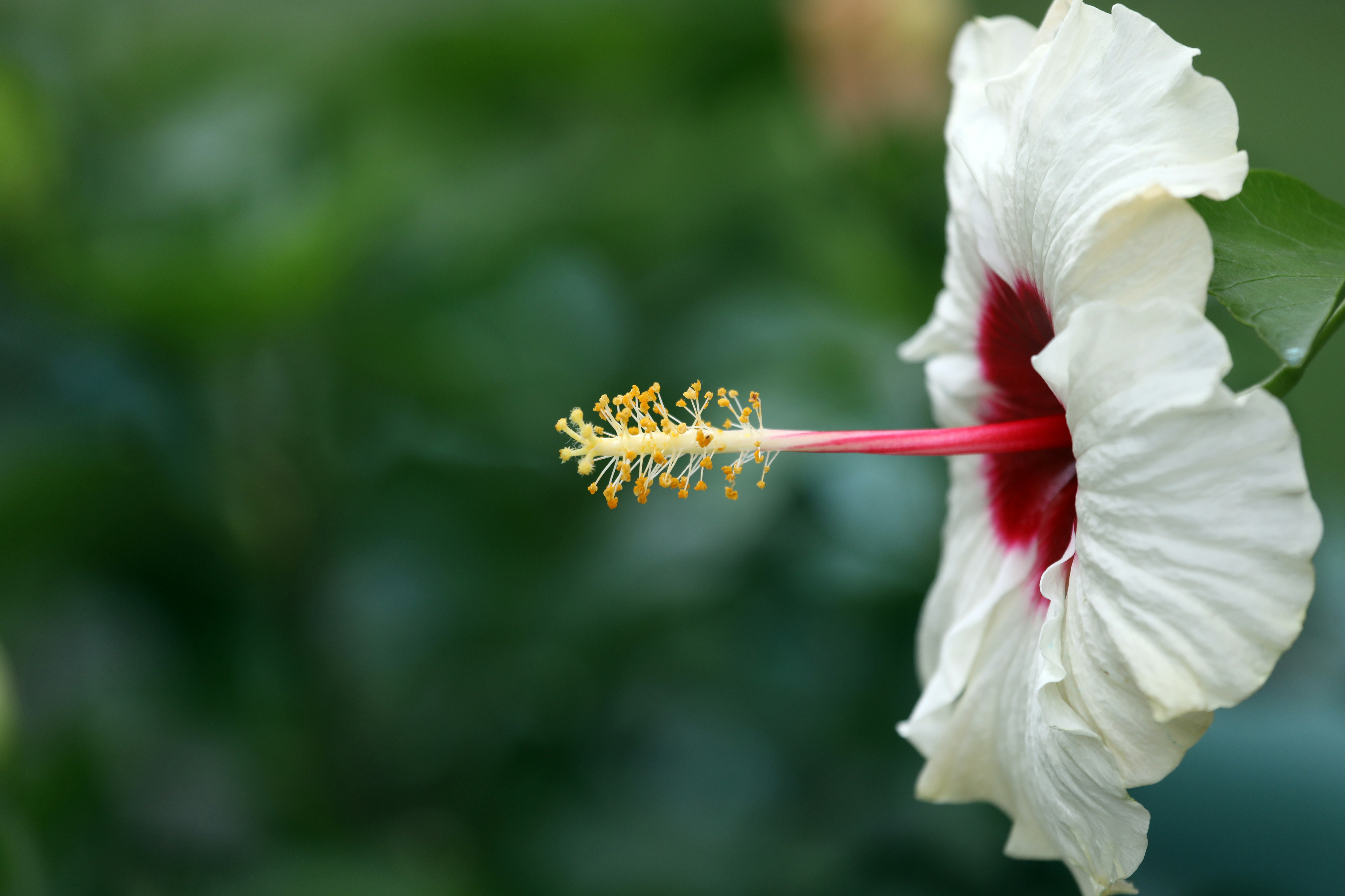 White hibiscus in bloom with a vivid red throat and pollen-rich stamen