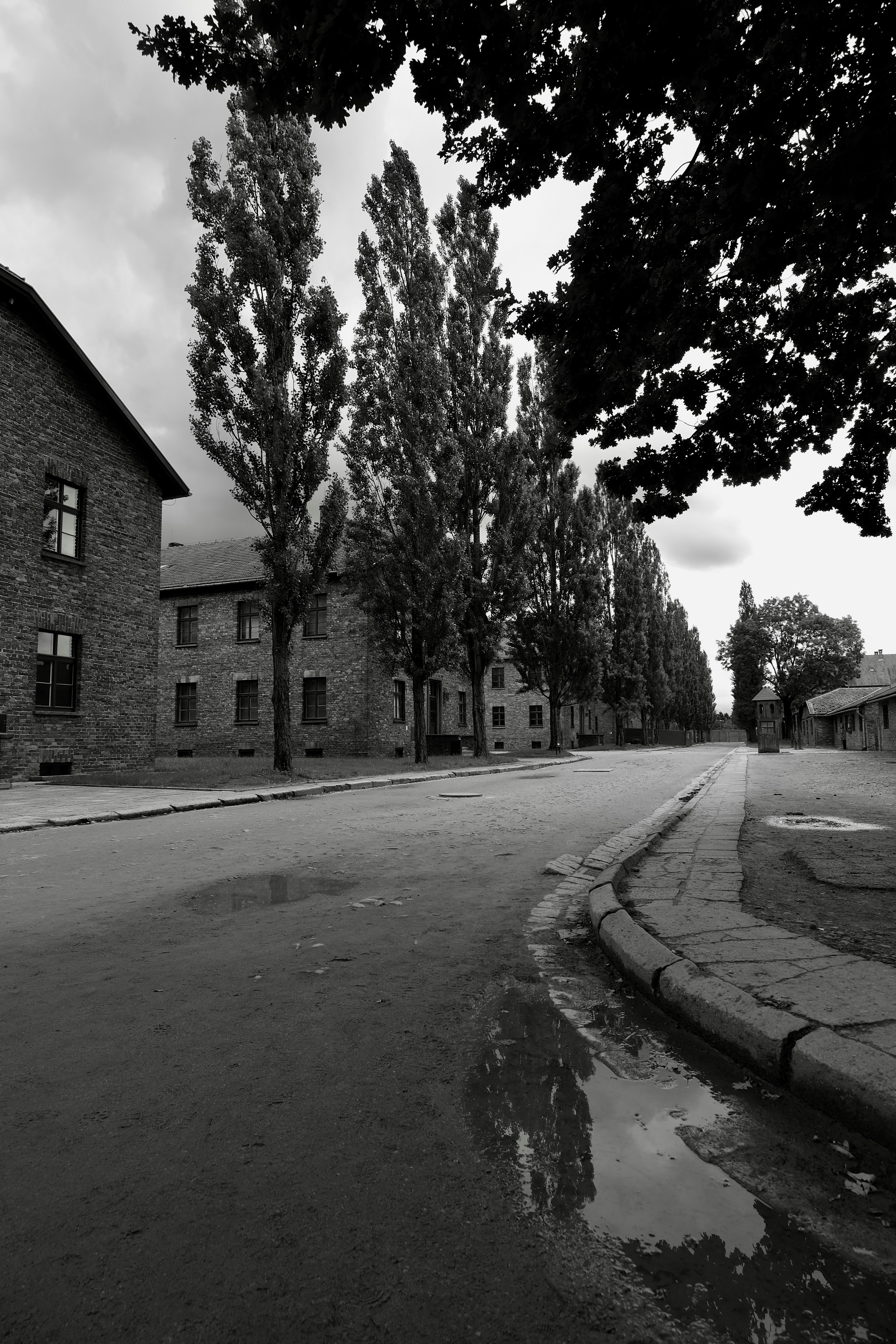 Tree-lined Street in Gravel Courtyard under Overcast Sky