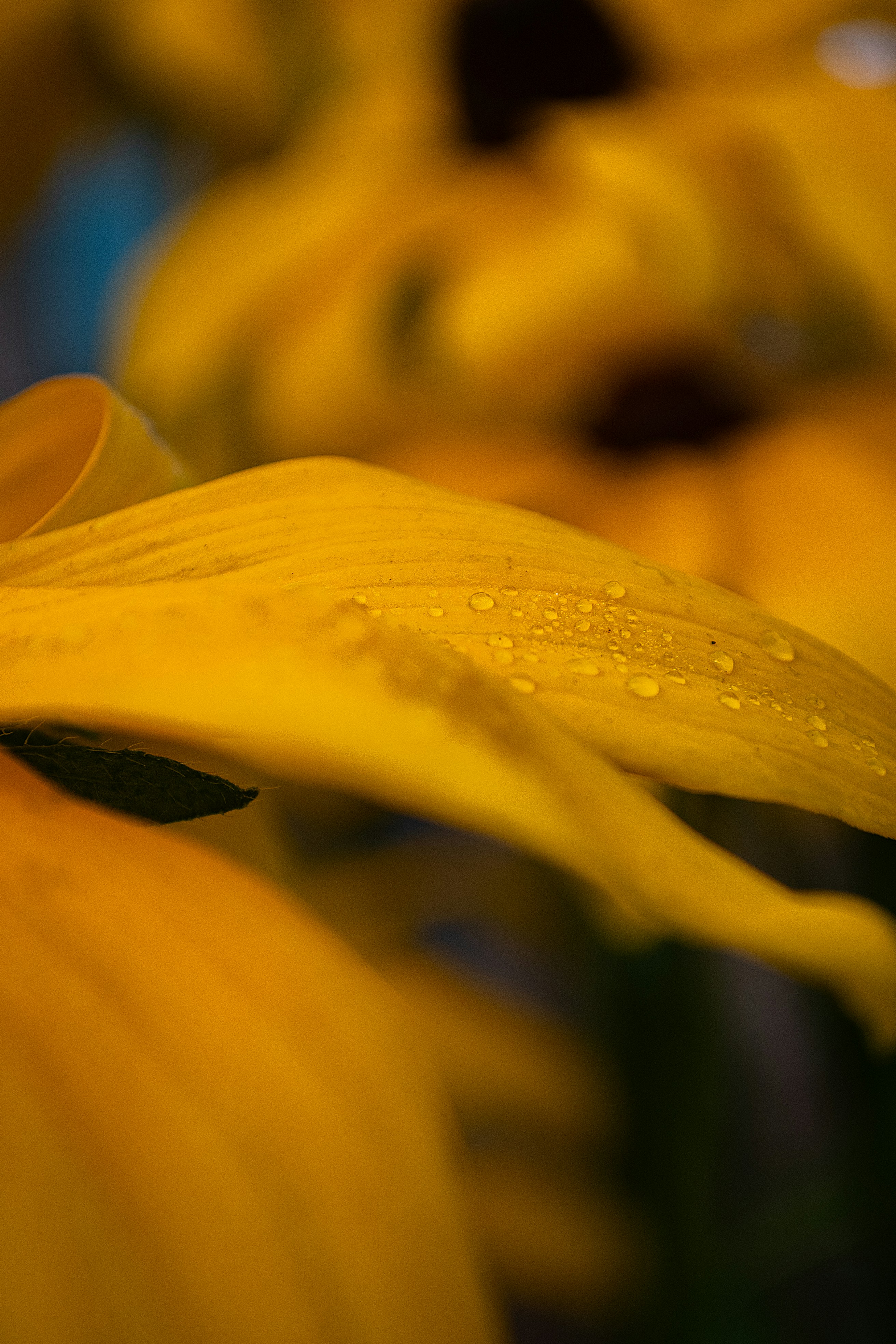 Golden Petals in Focus: Dew Drops on a Sunlit Yellow Bloom