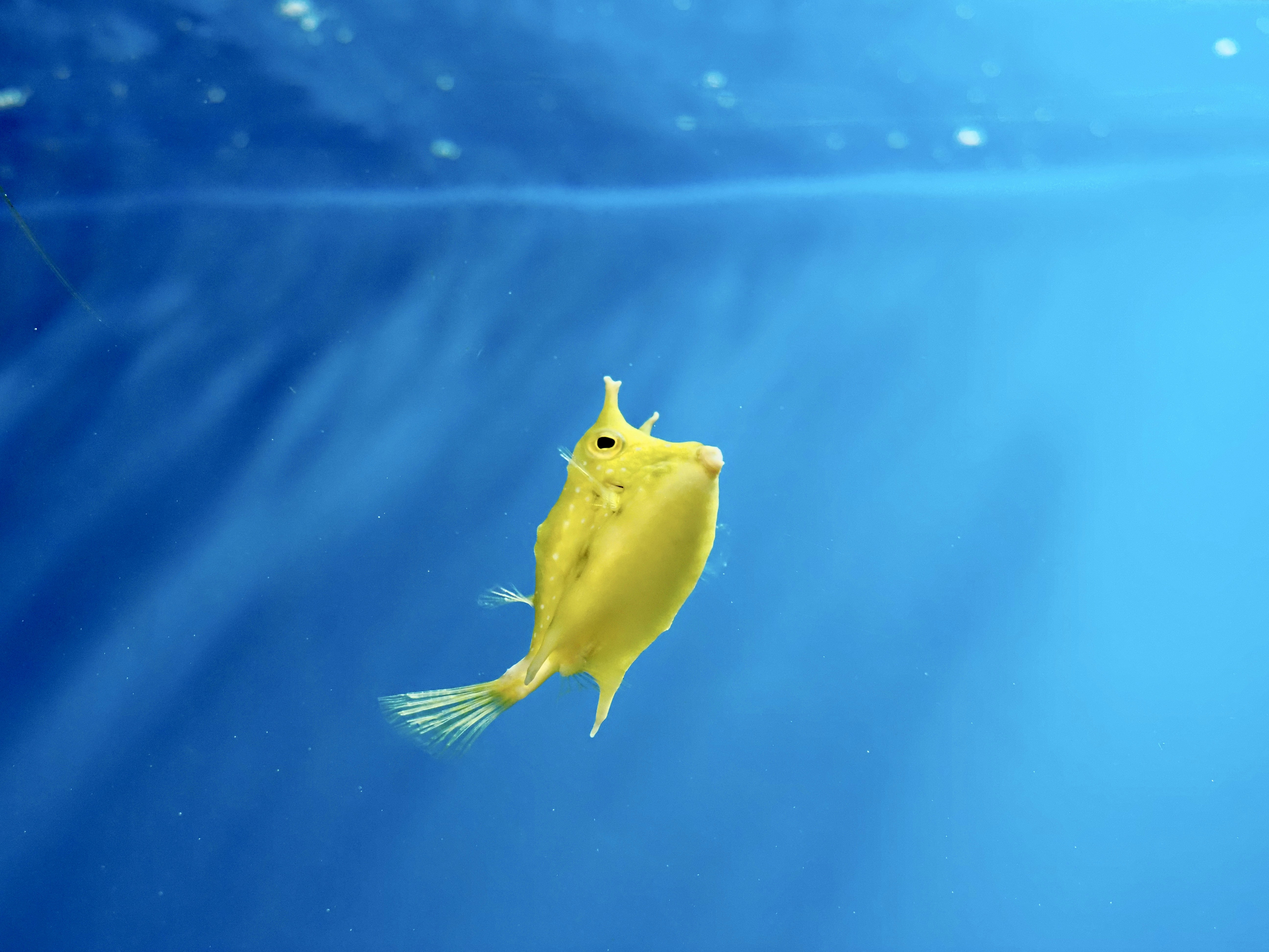 A bright yellow longhorn cowfish swimming in clear blue water