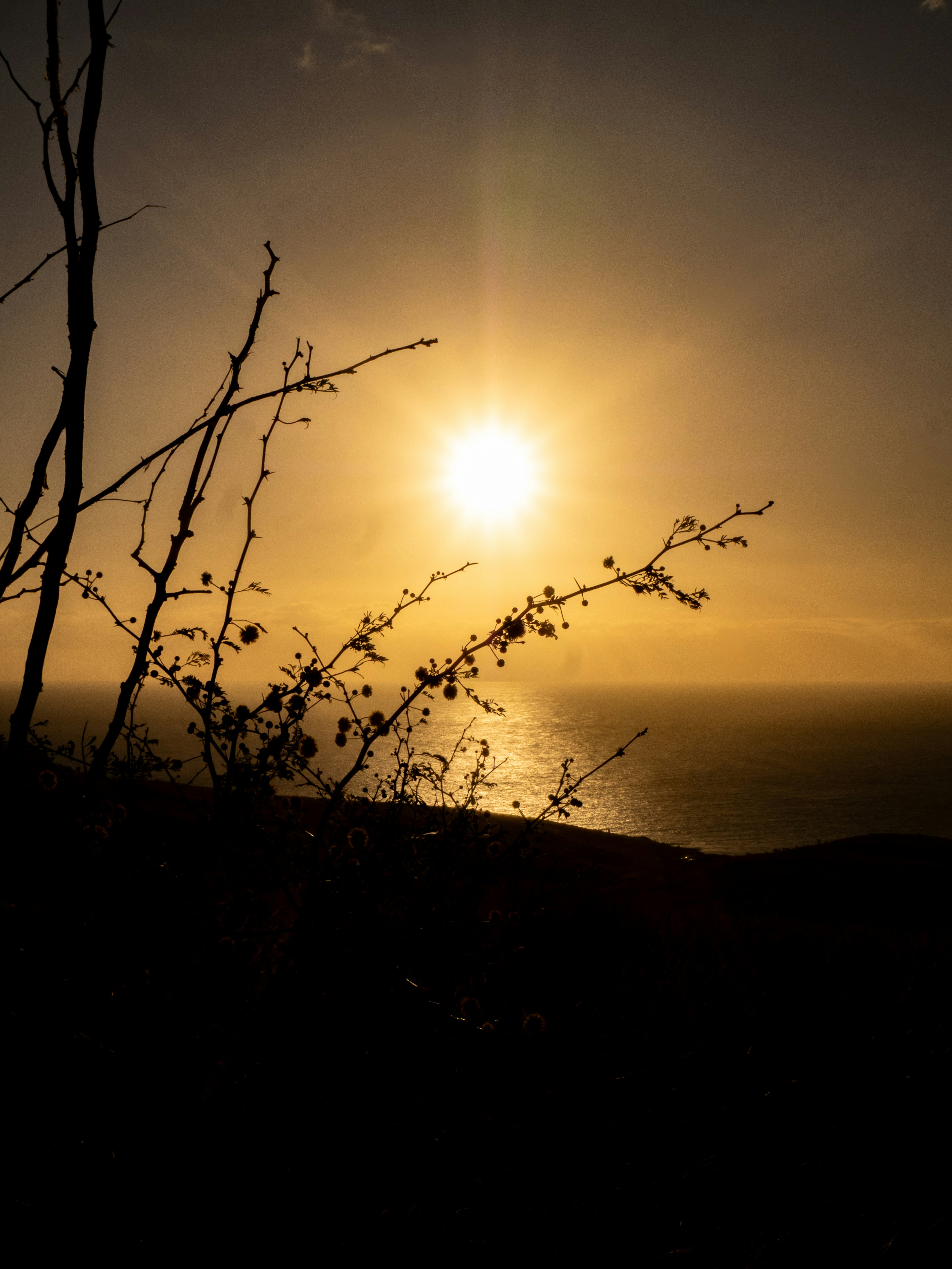 Sunlit silhouette: Branches frame a golden sea at dusk