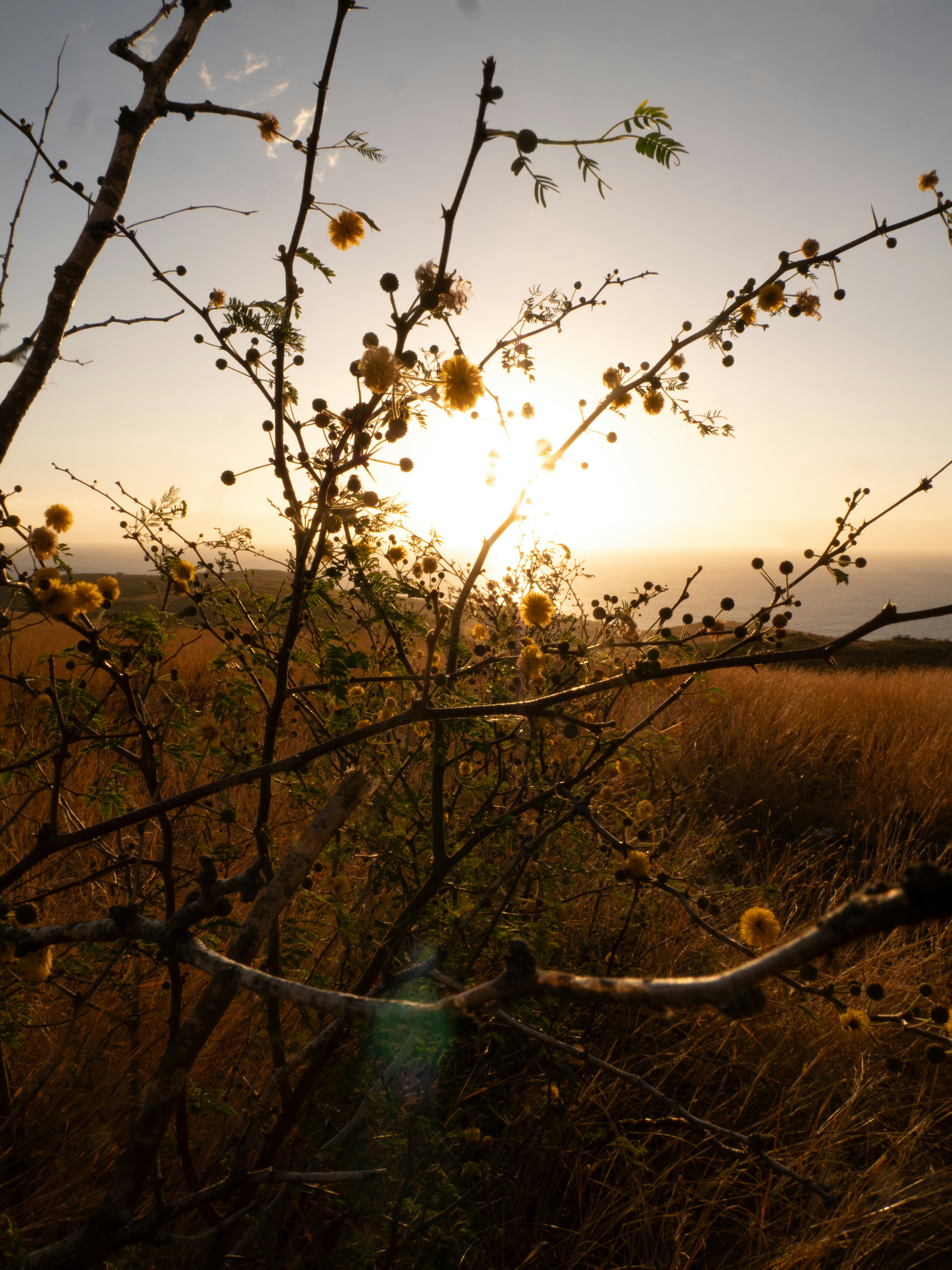 Yellow acacia flowers on thorny branches against a low sun over the ocean