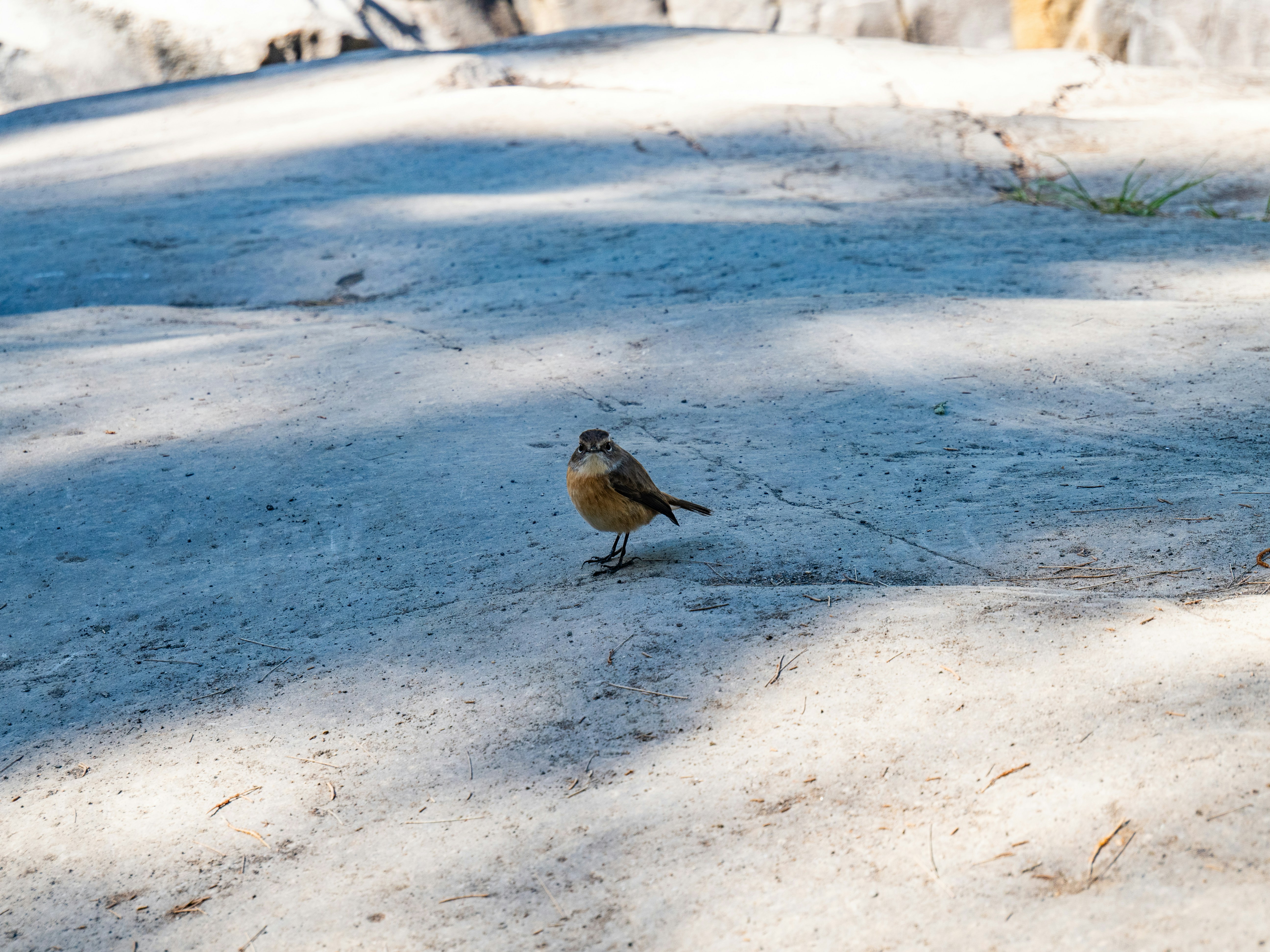 Robin on Sunlit Rock: A Quiet Moment in Shaded Sand